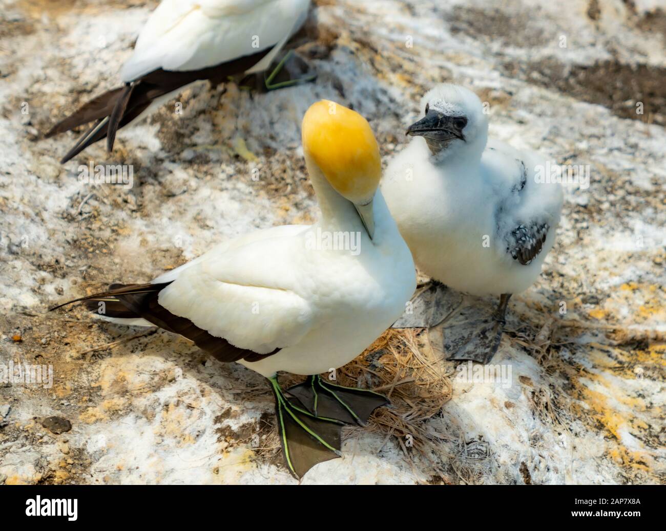 Gannet with check hi-res stock photography and images - Alamy
