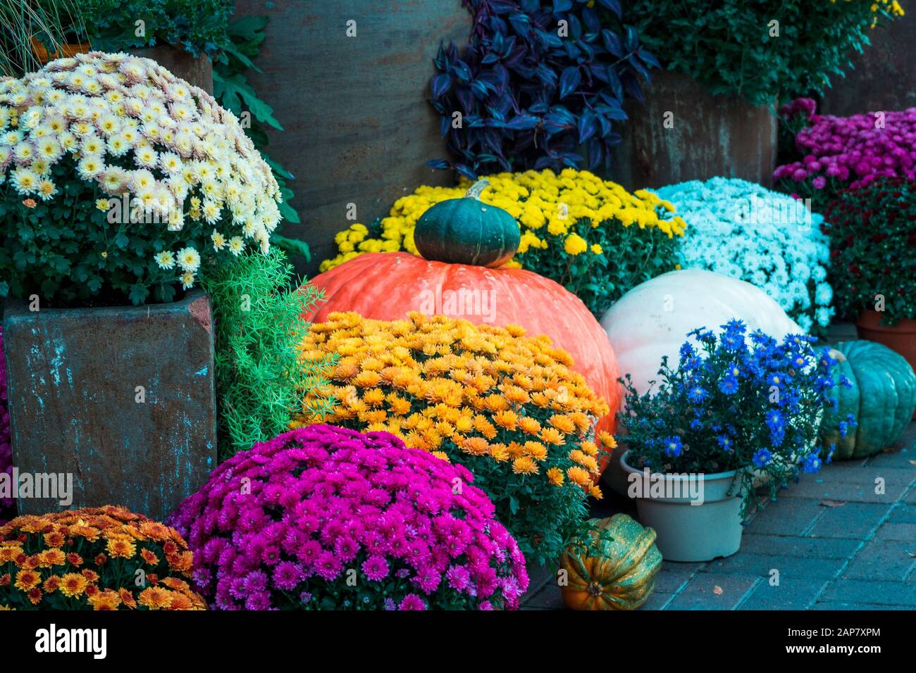 Mums and pumpkins on display in the gardens Stock Photo - Alamy