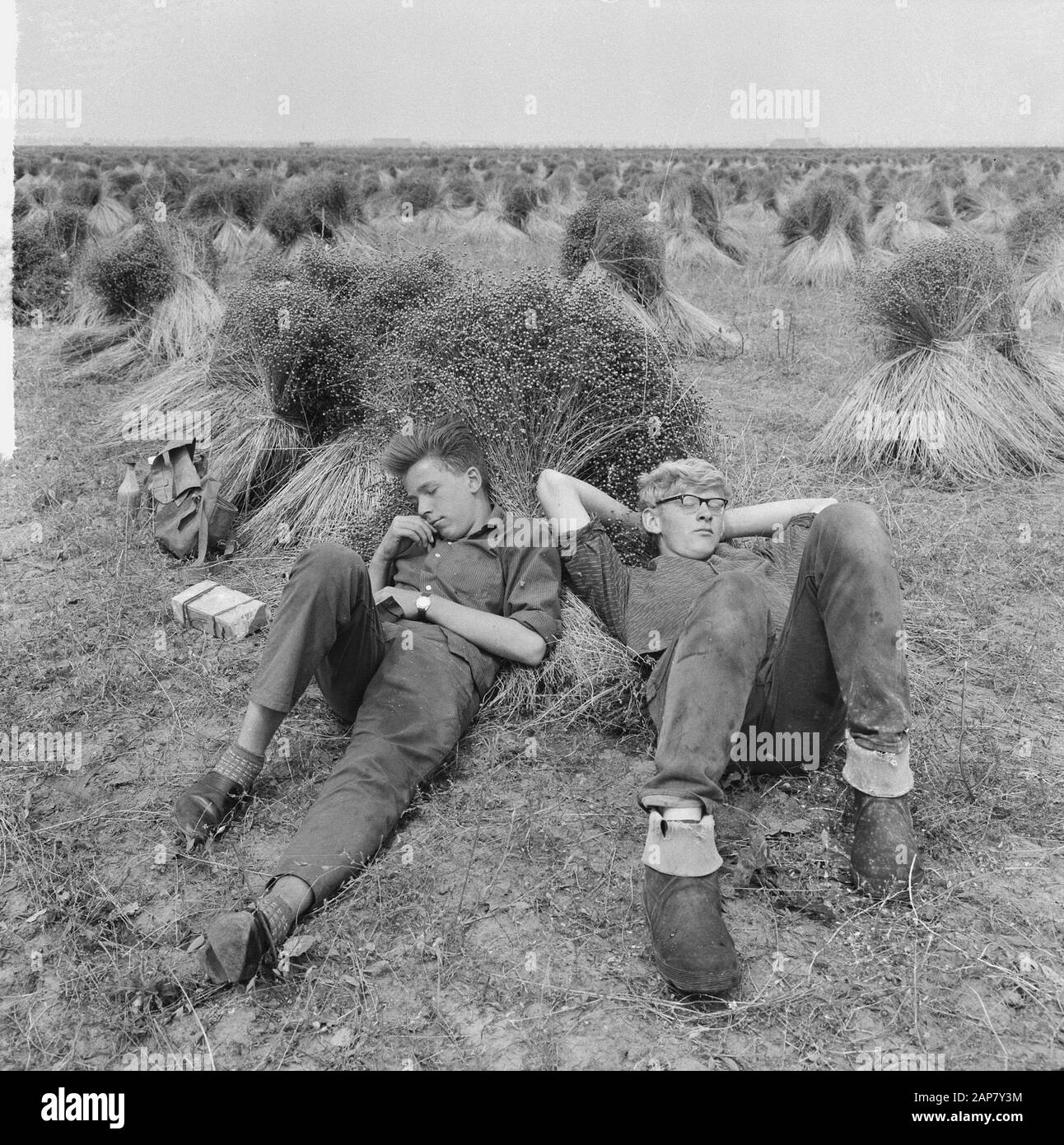 Flax field Black and White Stock Photos & Images - Alamy