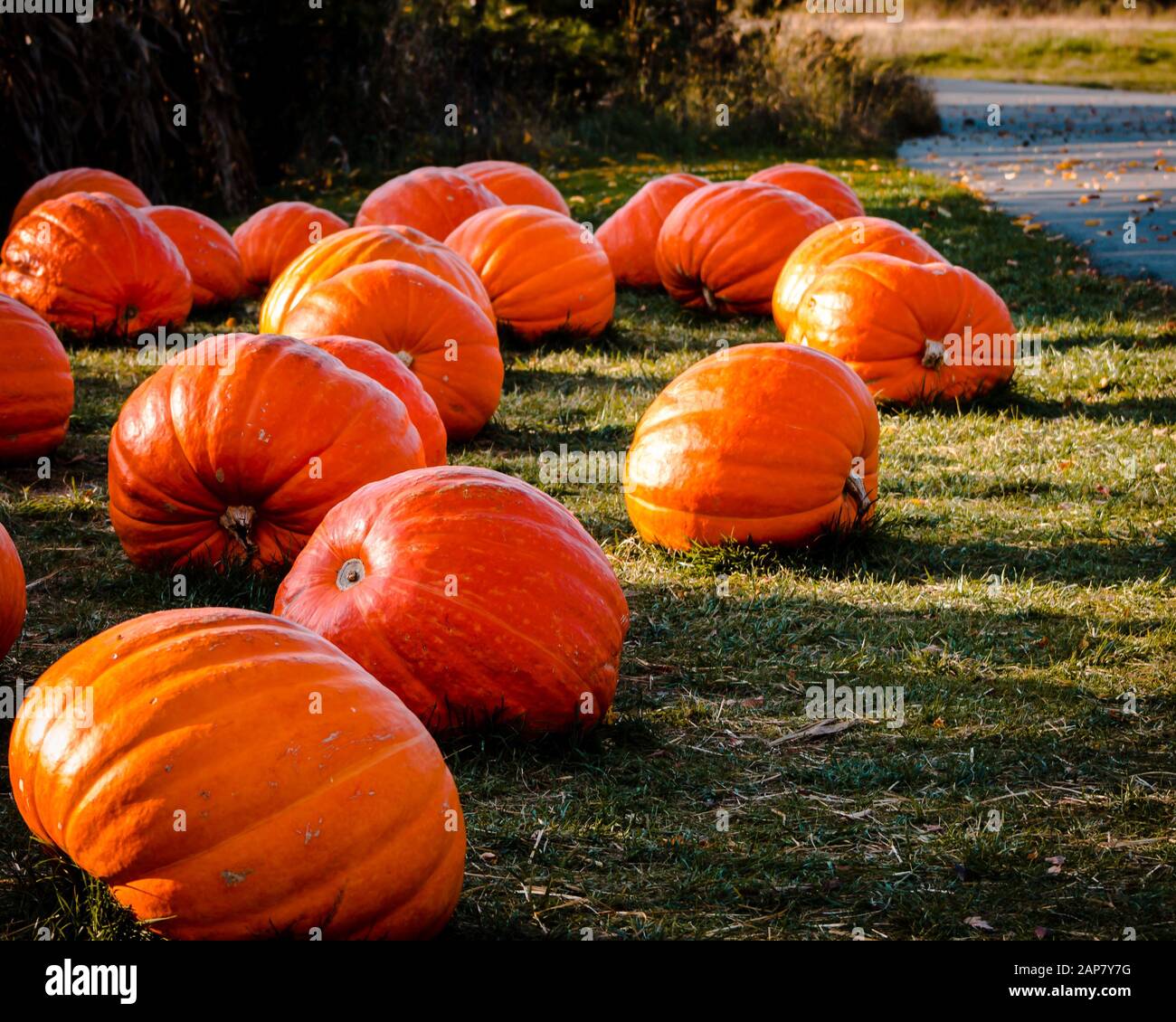 Giant pumpkin close up hi-res stock photography and images - Alamy