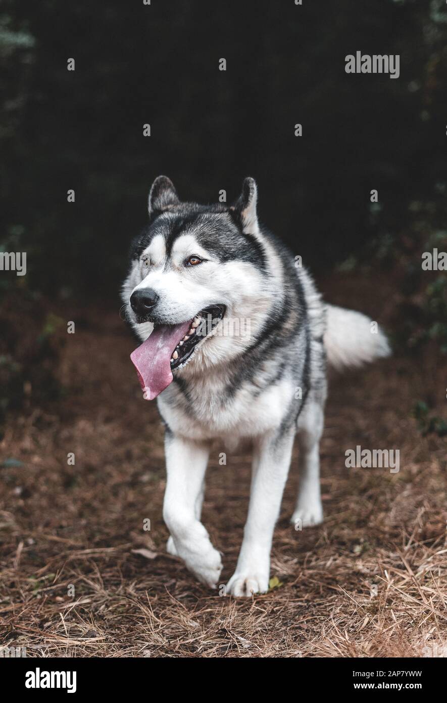 Siberian Husky on move Stock Photo - Alamy