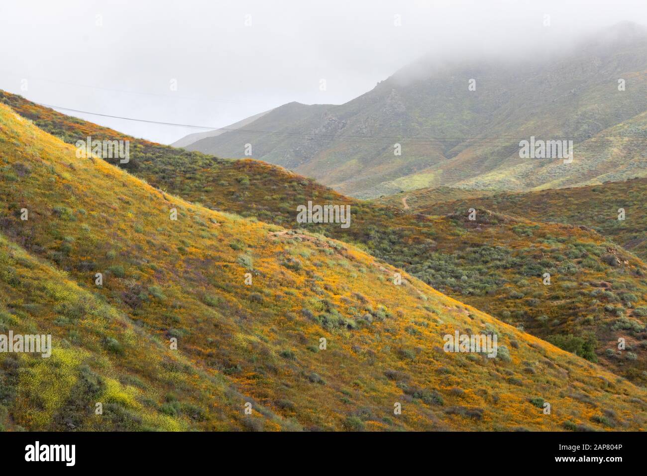 Bright orange vibrant vivid golden California poppies, seasonal spring ...