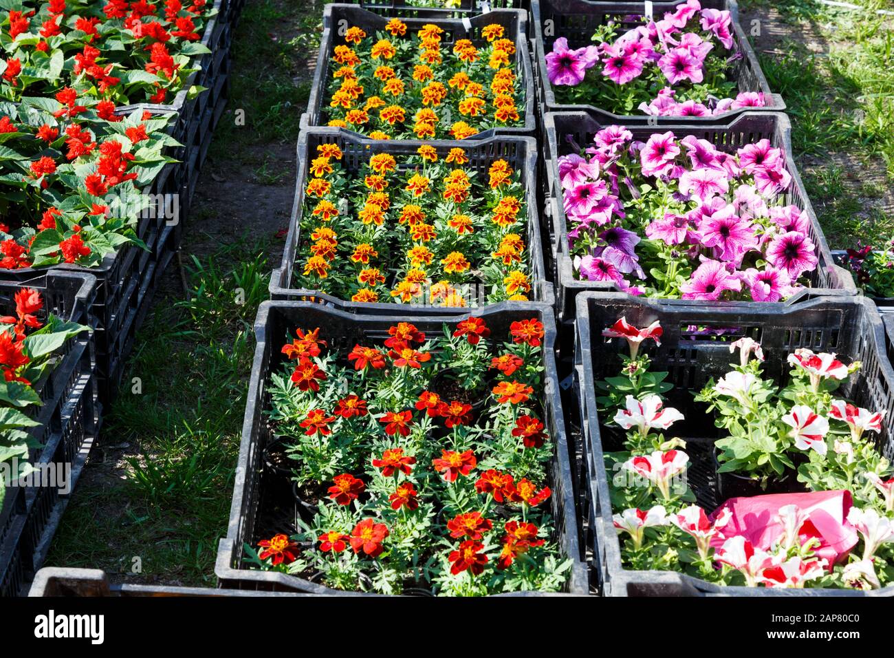 Flower seedlings of colorful petunia and other flowers in black boxes ...