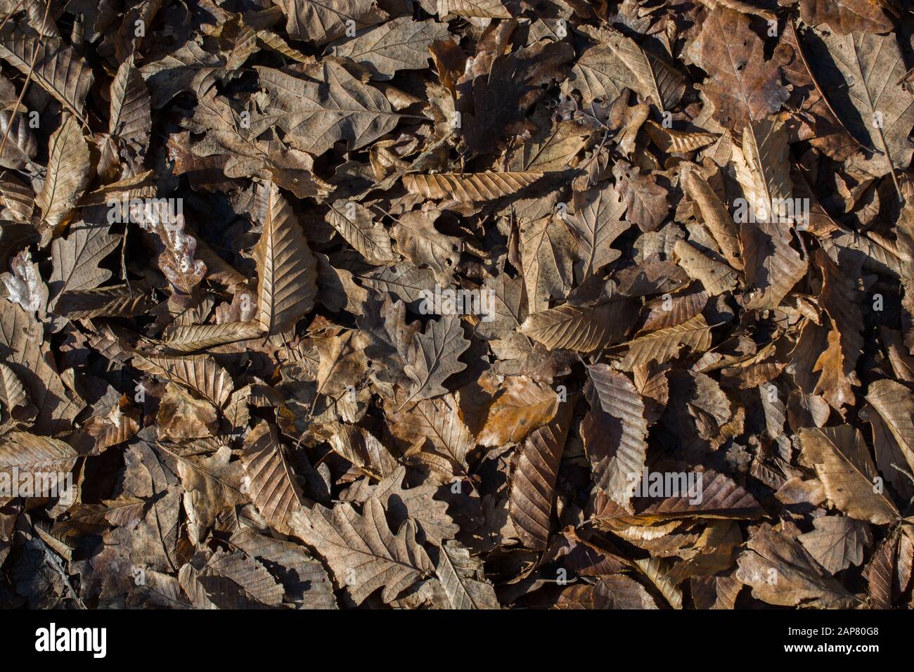 Texture background of autumn season with leaves Stock Photo - Alamy