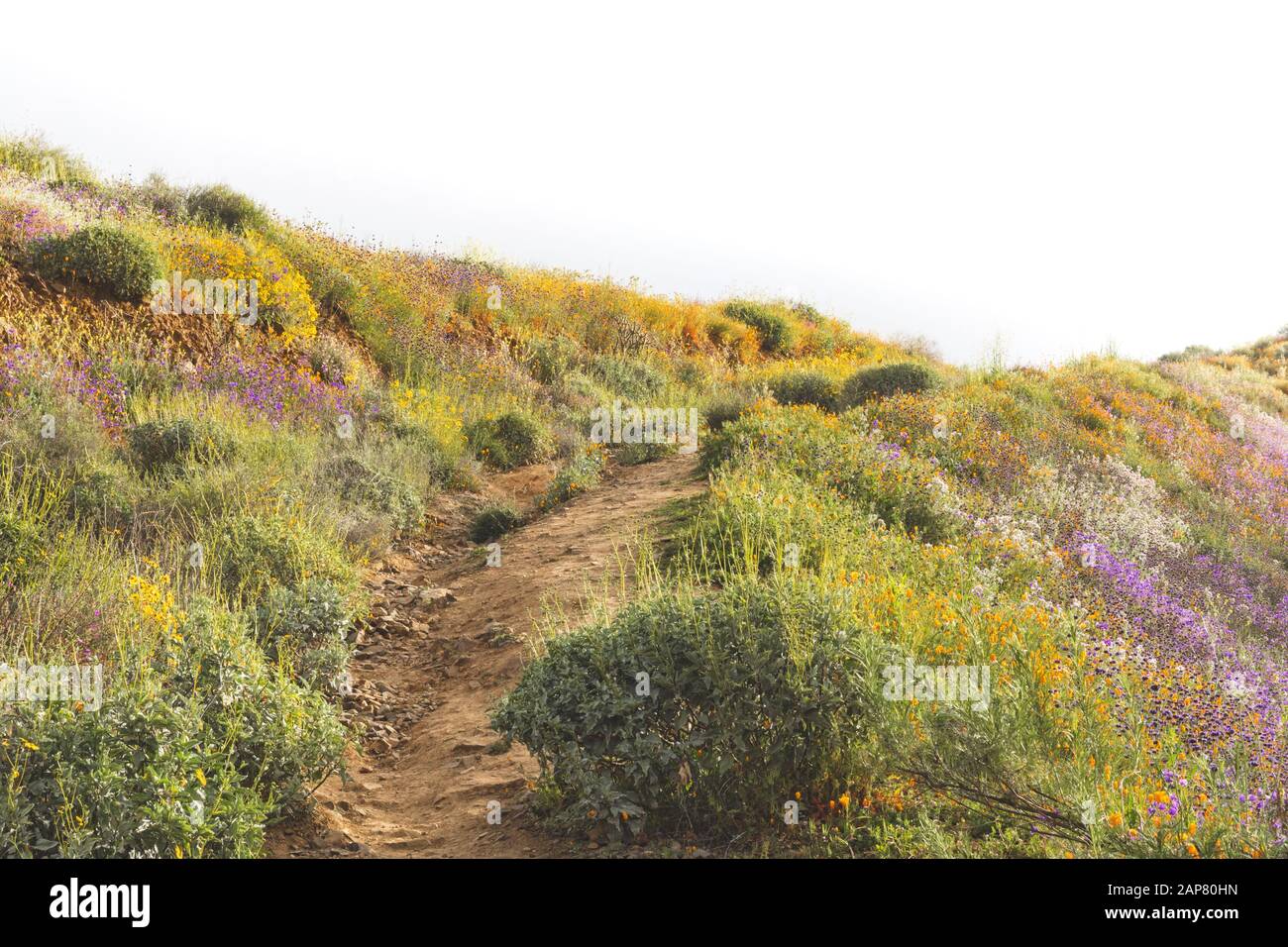 Superbloom california mountain path hi-res stock photography and images ...