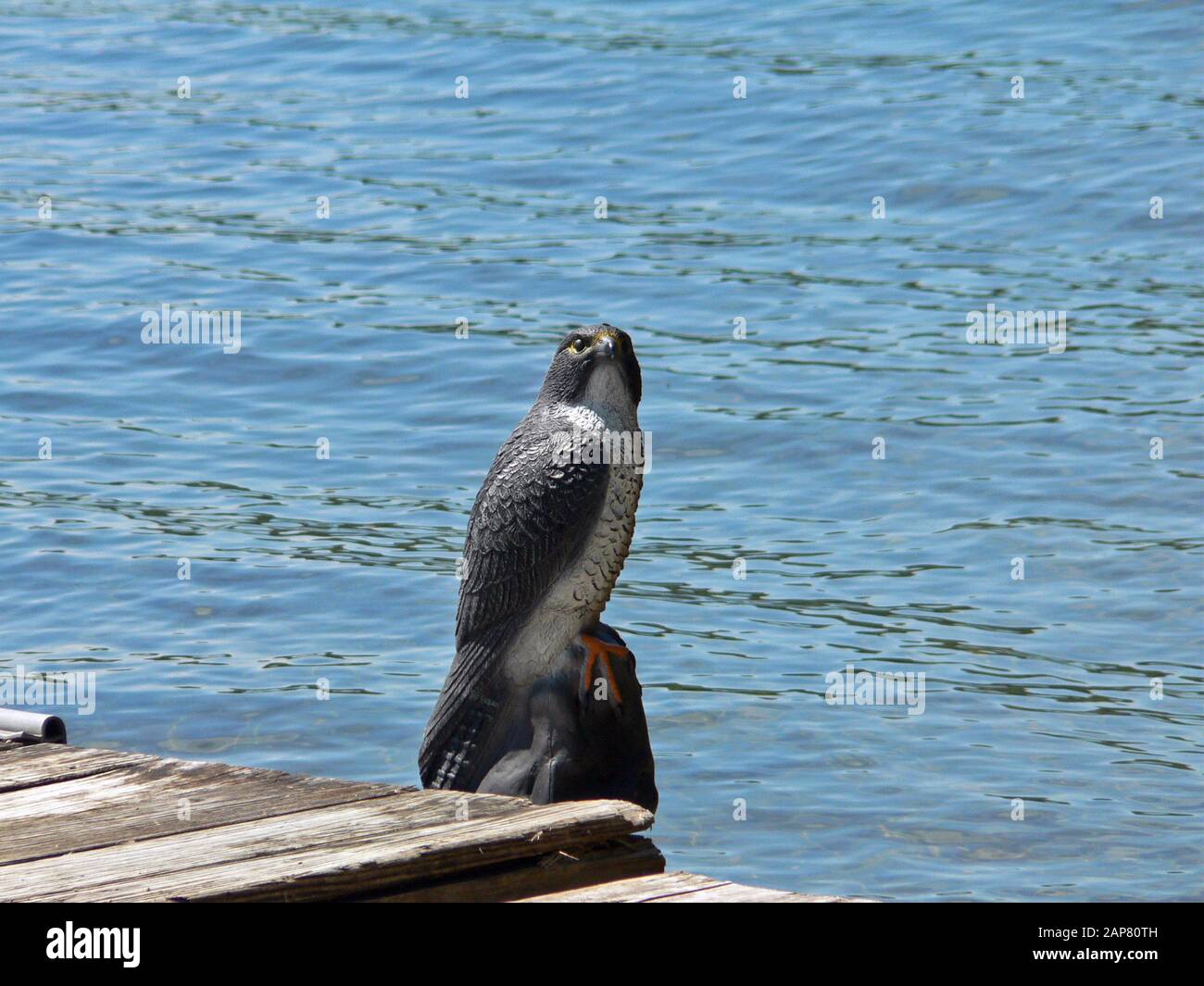 Fake Bird of Prey Stock Photo - Alamy