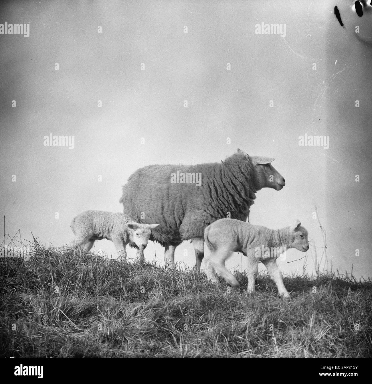 The first lambs born in Muiden Date: 19 February 1965 Location: Muiden ...