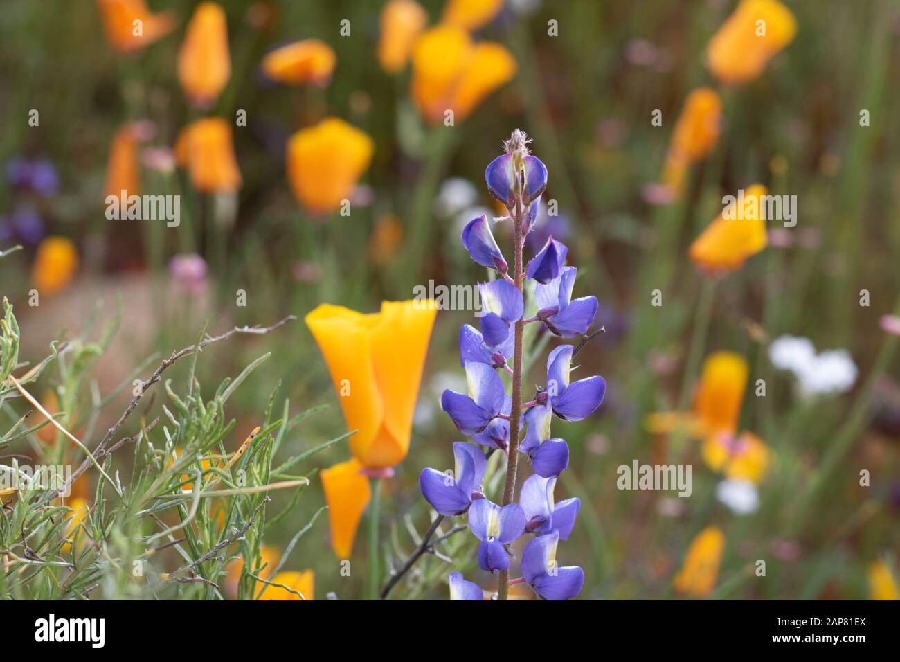 Bright orange vibrant vivid golden California poppies, seasonal spring ...