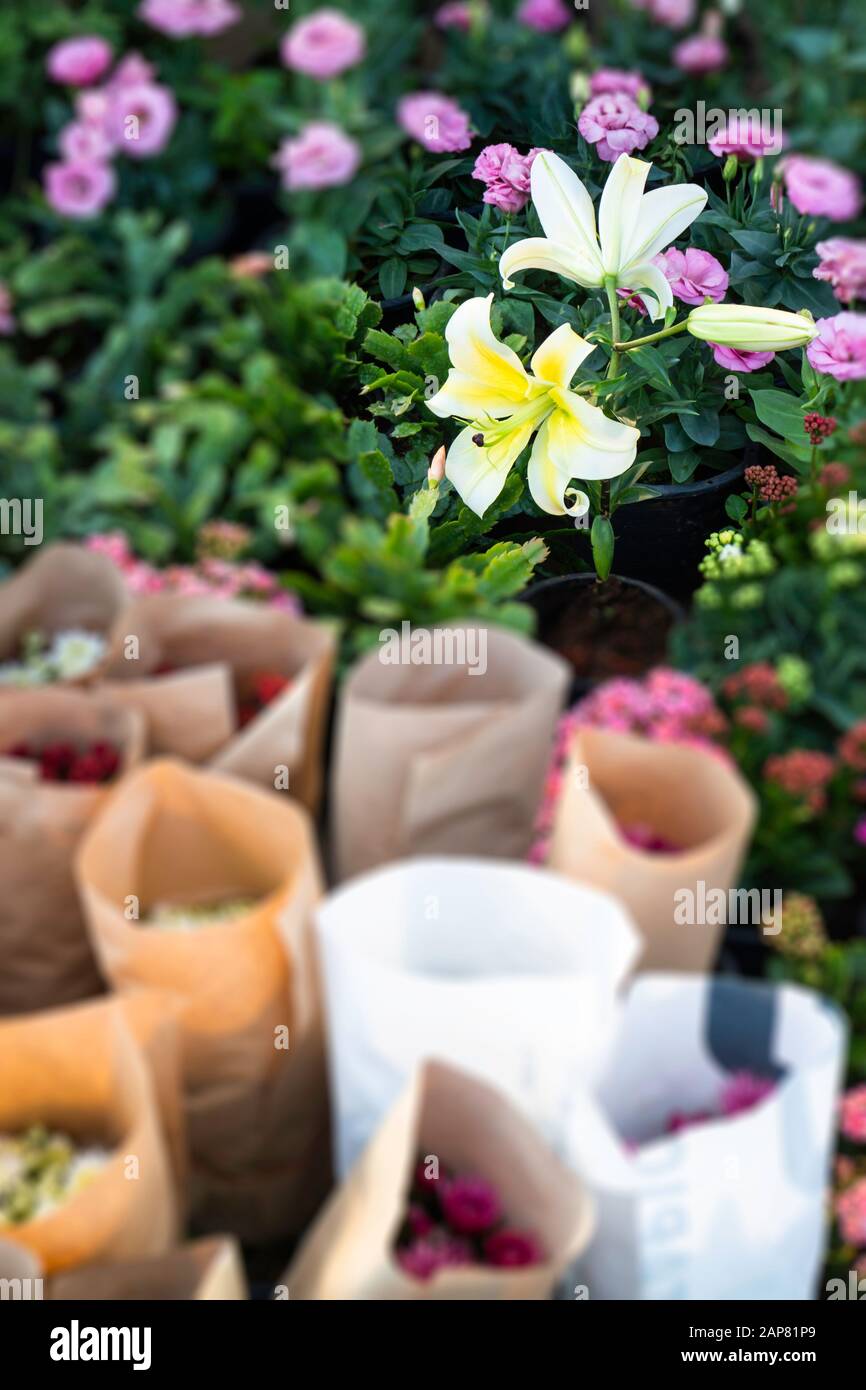 Market for sale plant in pots, stock photo Stock Photo - Alamy
