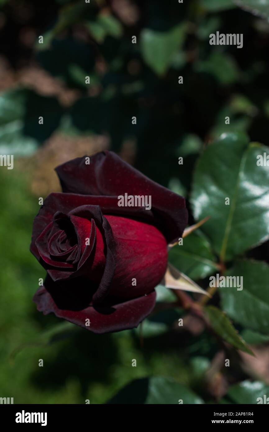 Beautiful colorful Rose Flower on garden background Stock Photo - Alamy