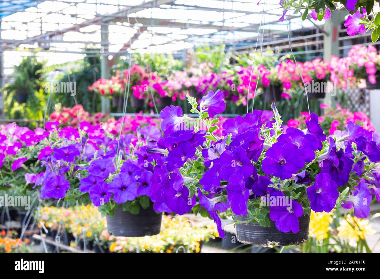 Market for sale plant in pots, stock photo Stock Photo - Alamy