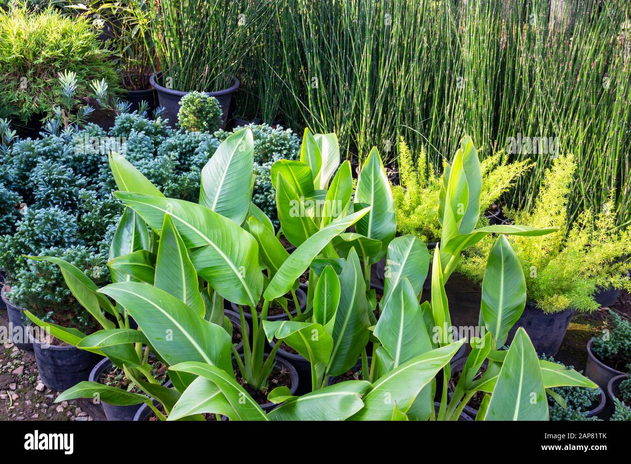 Market for sale plant in pots, stock photo Stock Photo - Alamy