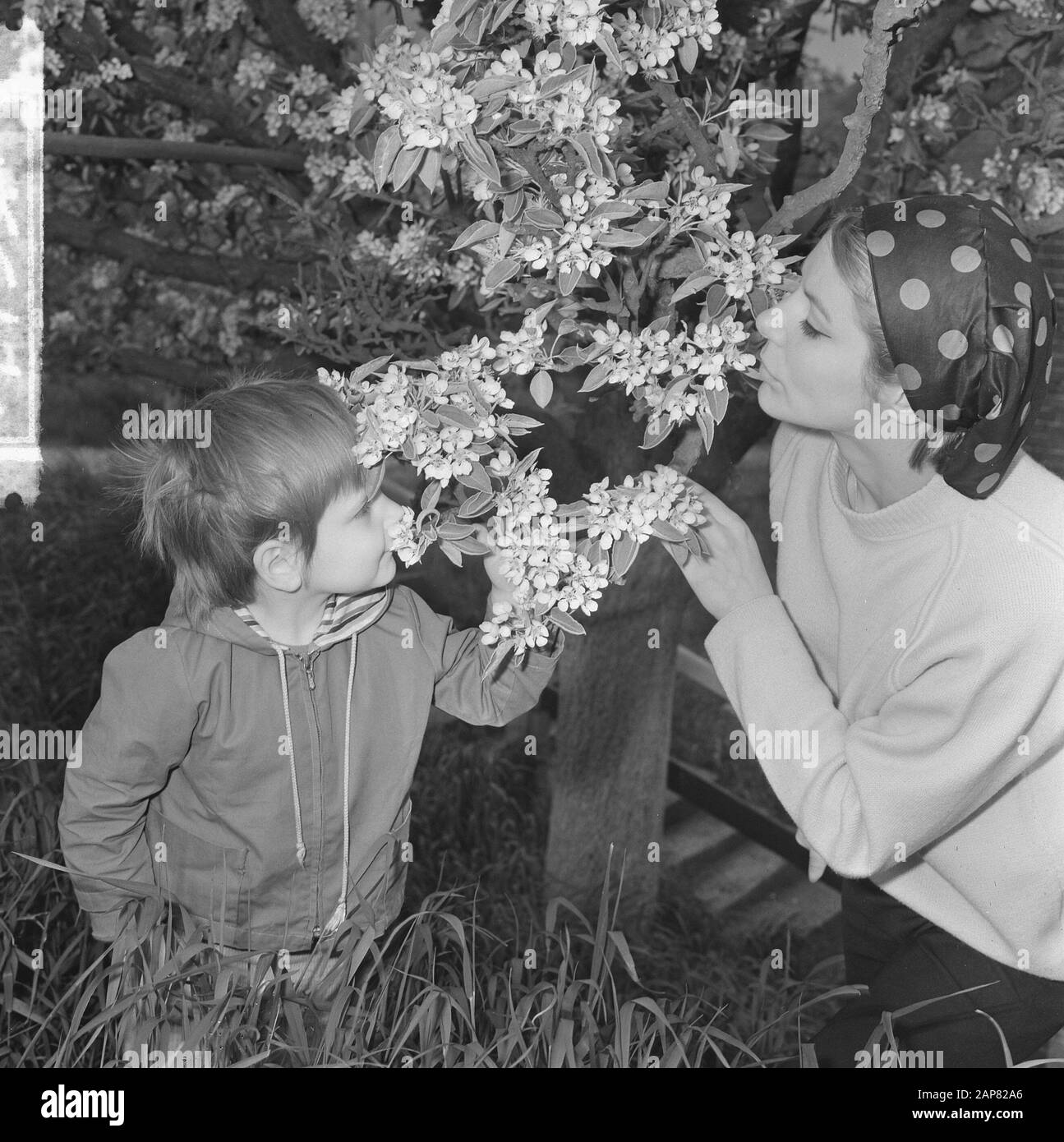 Orchard with flowering apple trees Black and White Stock Photos ...