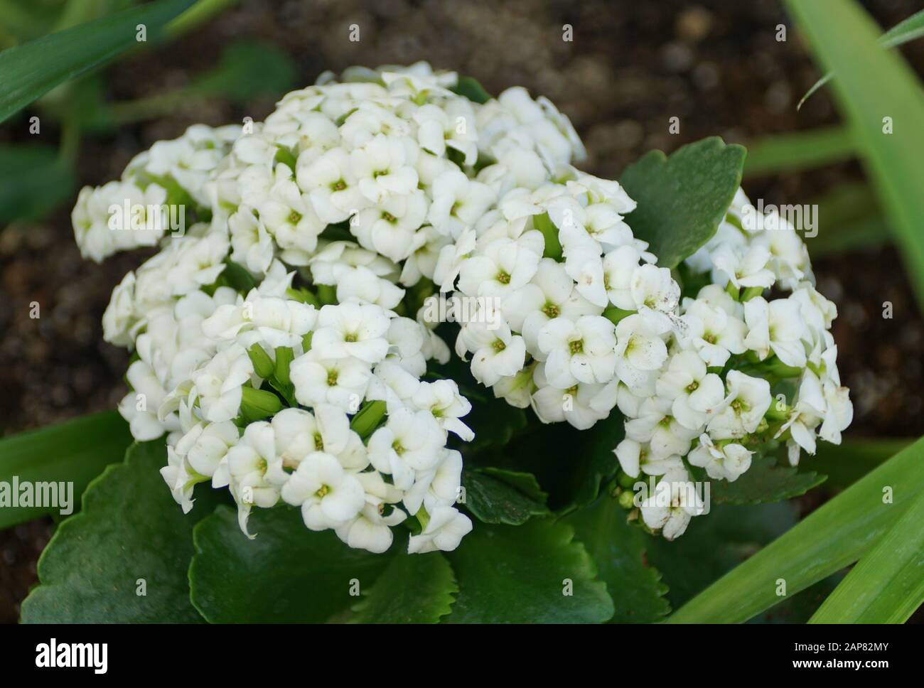 Beautiful white flower of Viola Cornuta Sorbet XP True Blue Stock Photo ...