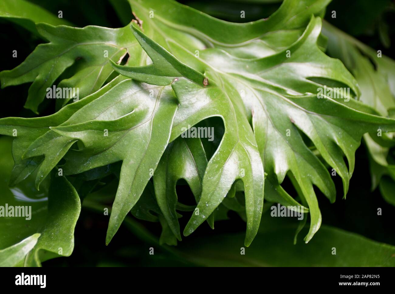 Climbing birds nest fern hi-res stock photography and images - Alamy