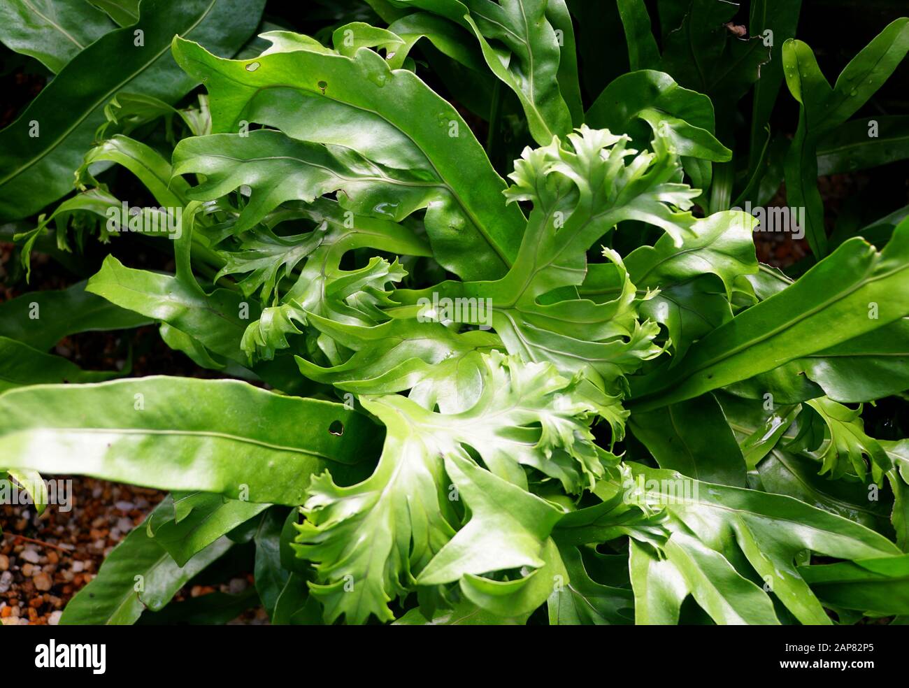 Beautiful green foliage of Climbing Bird's-nest Fern plants Stock Photo ...