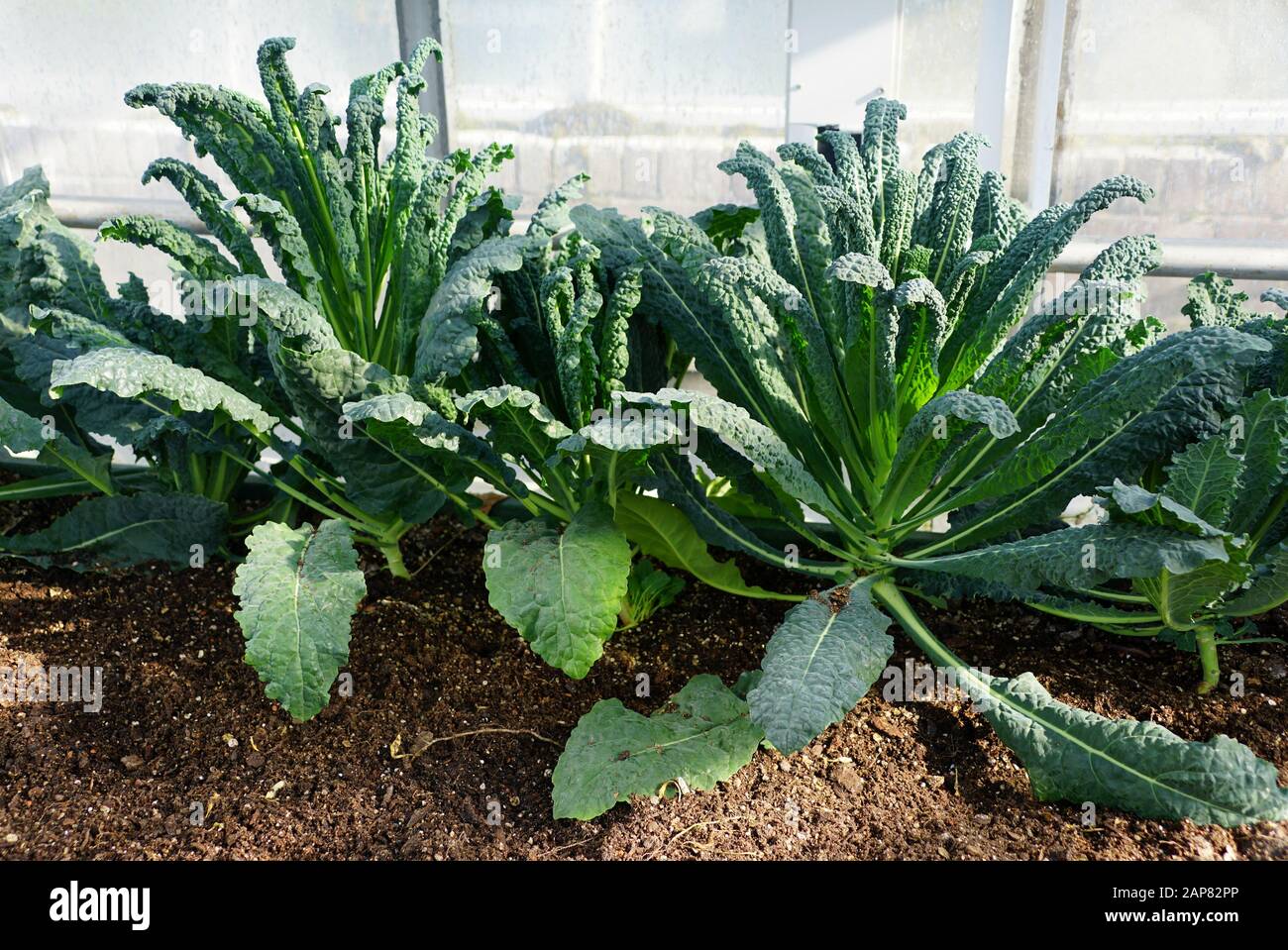 Kale nero di toscano hi-res stock photography and images - Alamy