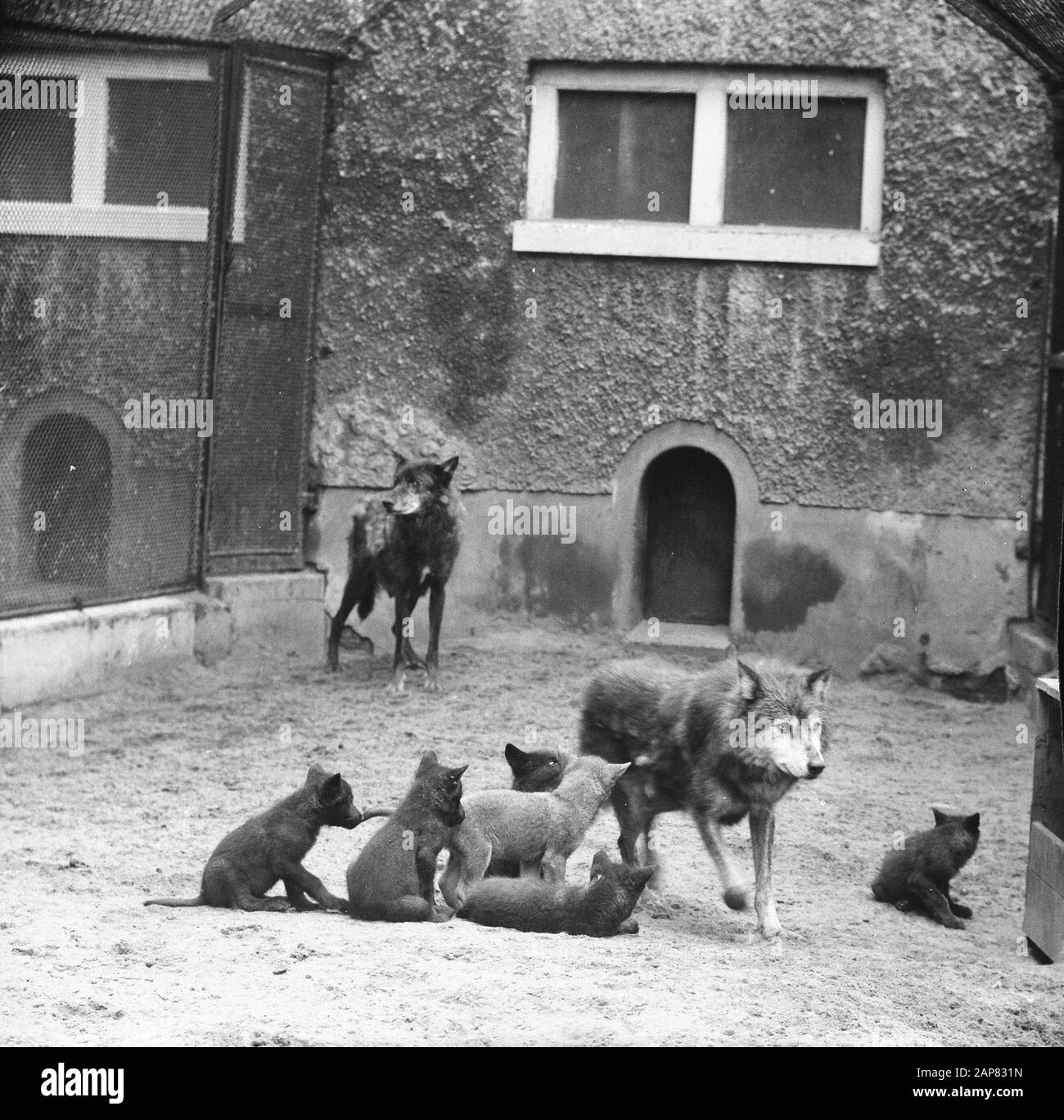 Eight mammals Black and White Stock Photos & Images - Alamy