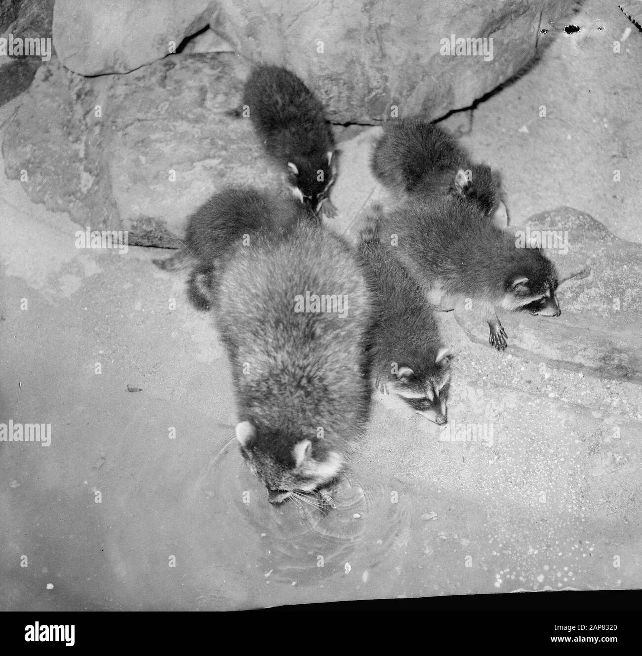 Five young raccoons looking hi-res stock photography and images - Alamy