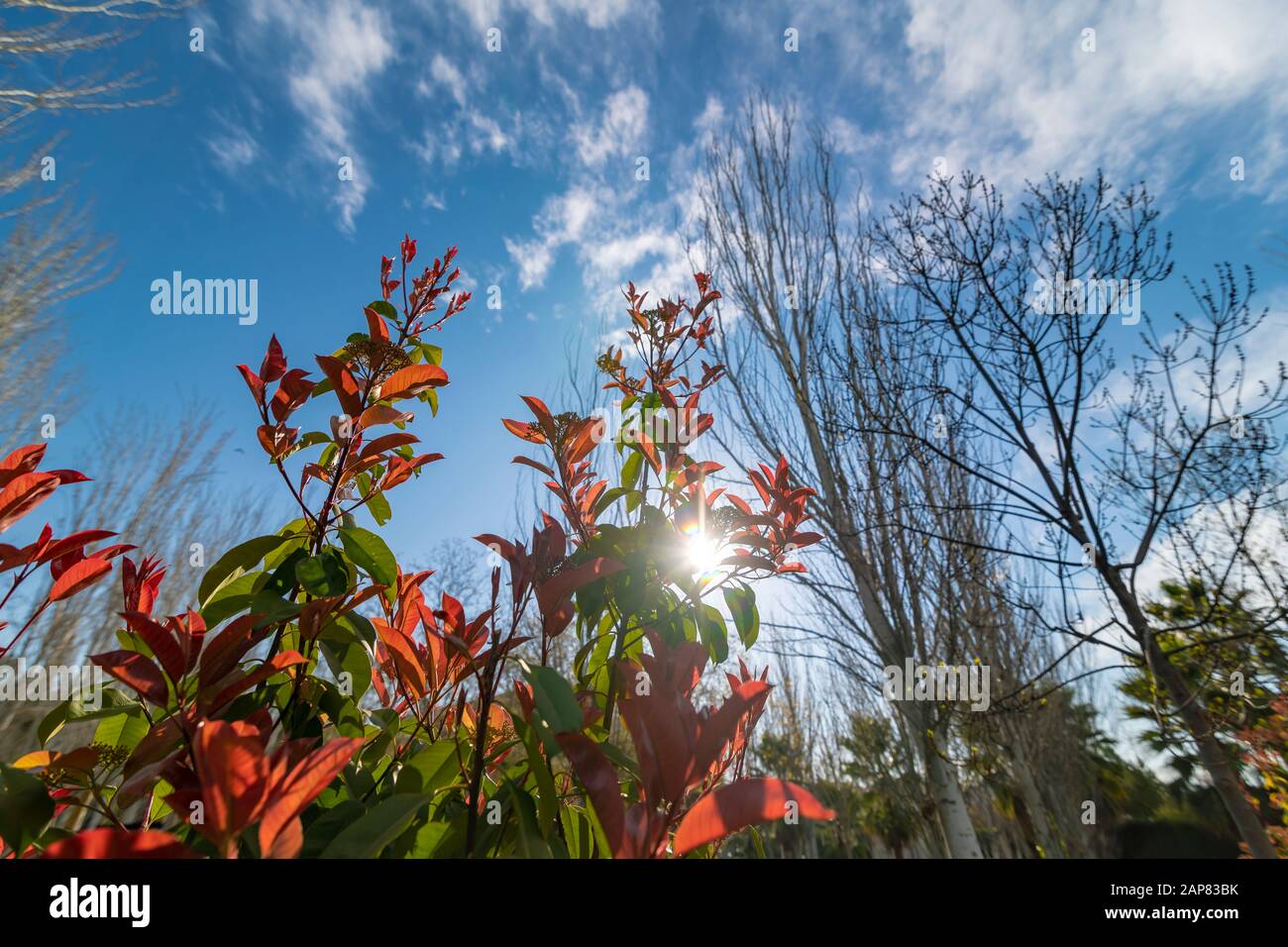 Walking through the park you can see a lot of bushes, according to the ...