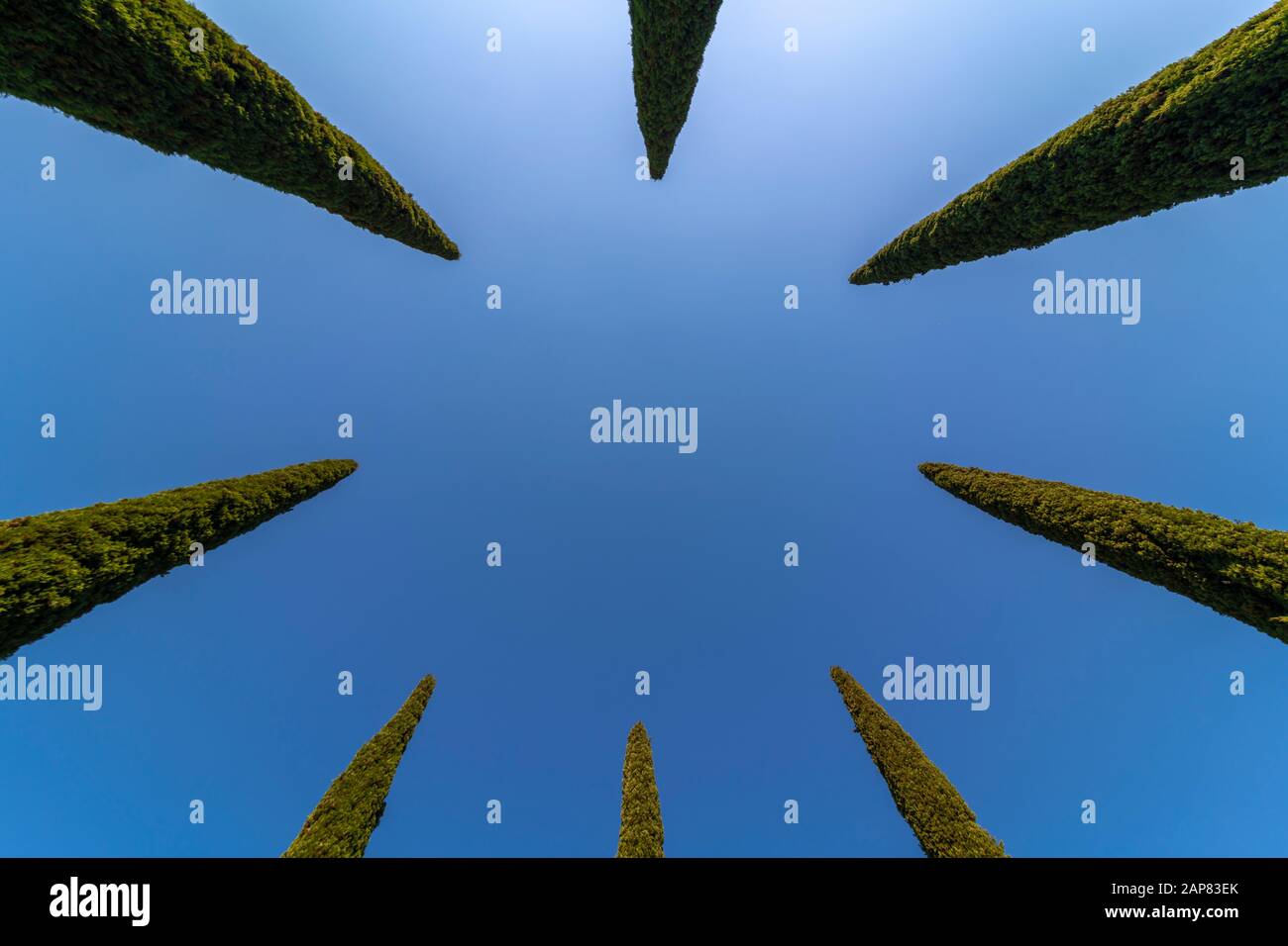 Round pine formation giving rise to this image Stock Photo - Alamy