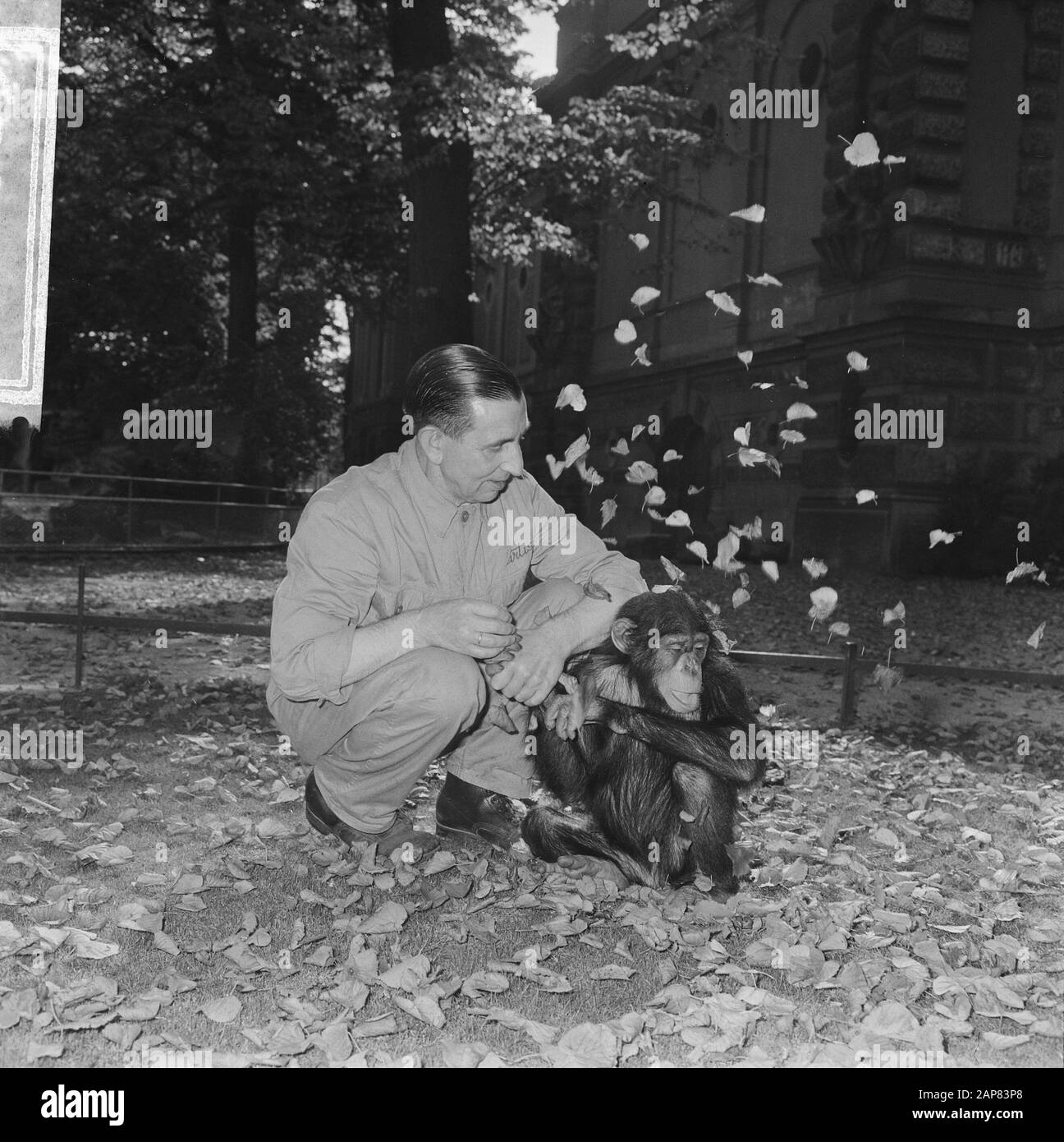 Monkey in natural habitat Black and White Stock Photos & Images - Alamy
