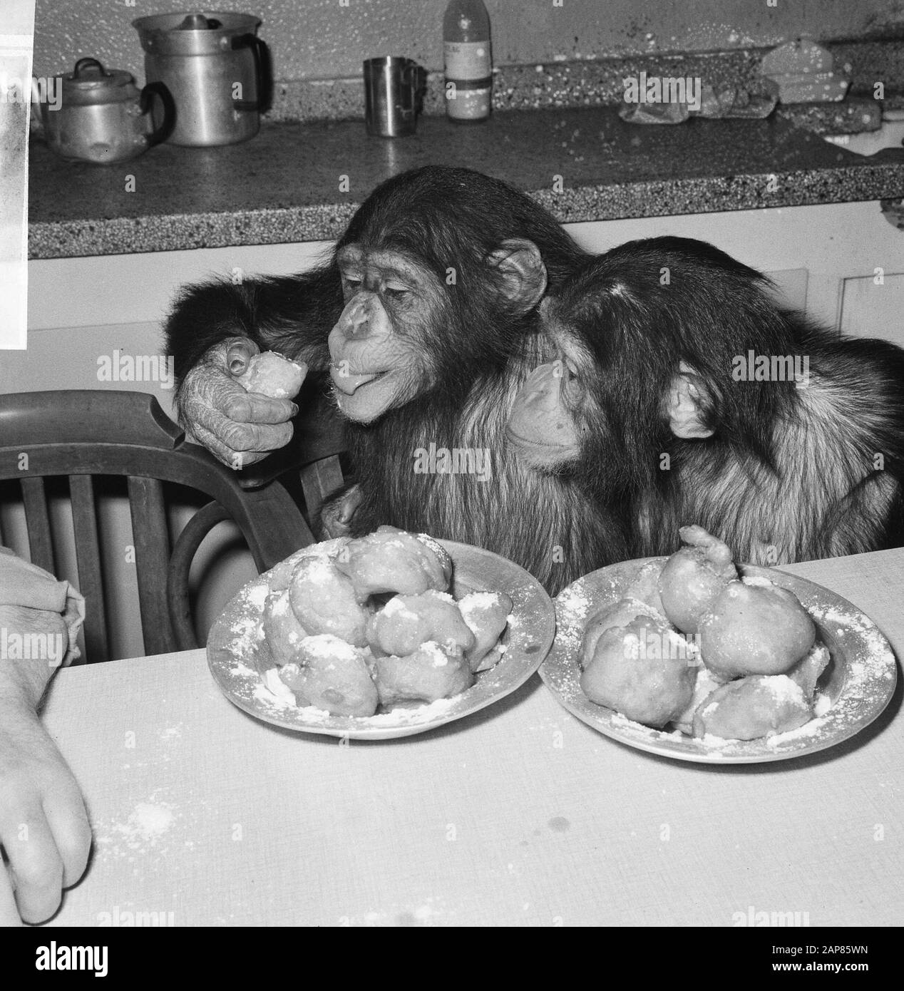 Chimpanzees Tilly and Hilda from Artis eat olebollen Date: 28 December ...