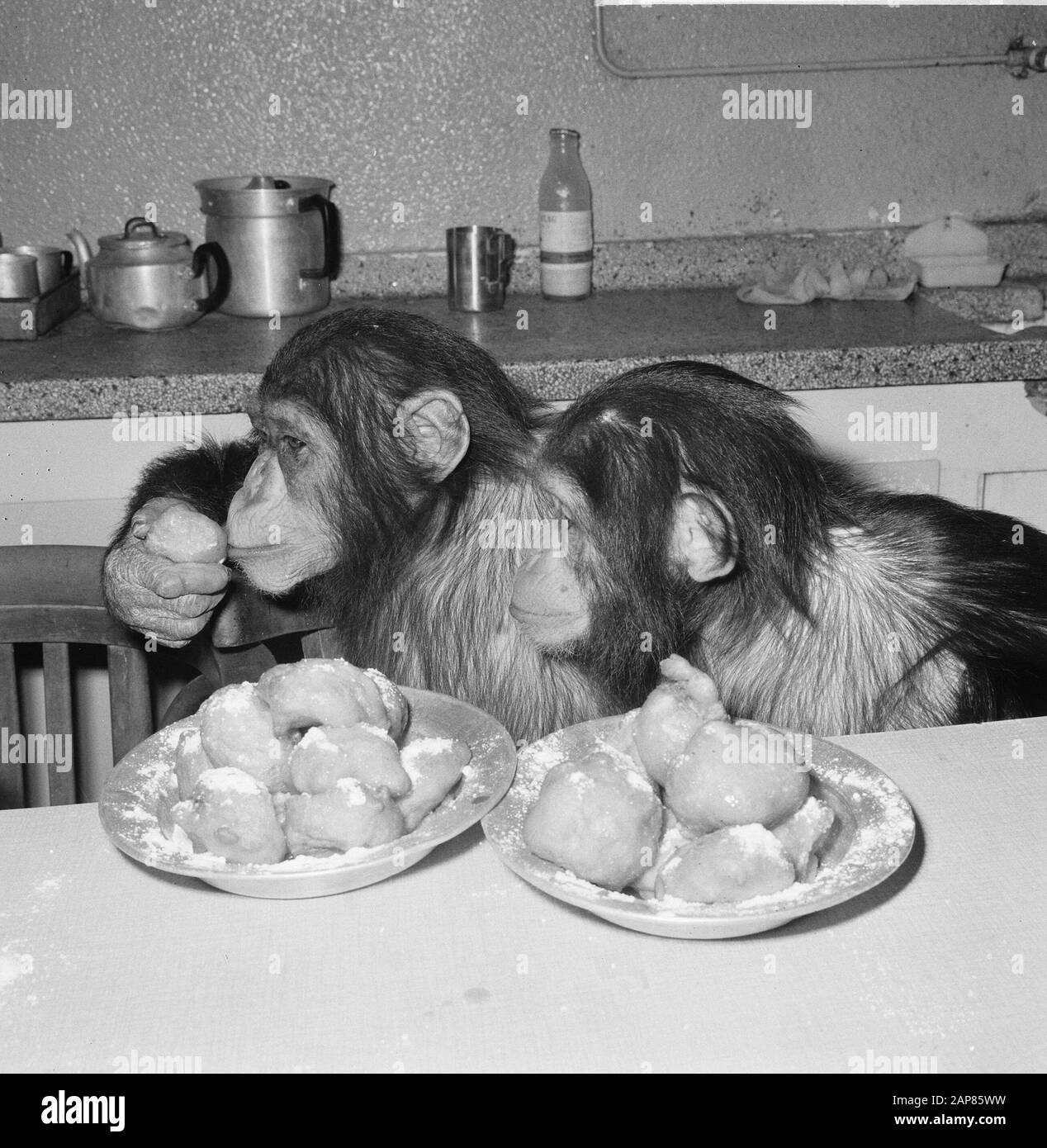 Chimpanzees Tilly and Hilda from Artis eat olebollen Date: 28 December ...