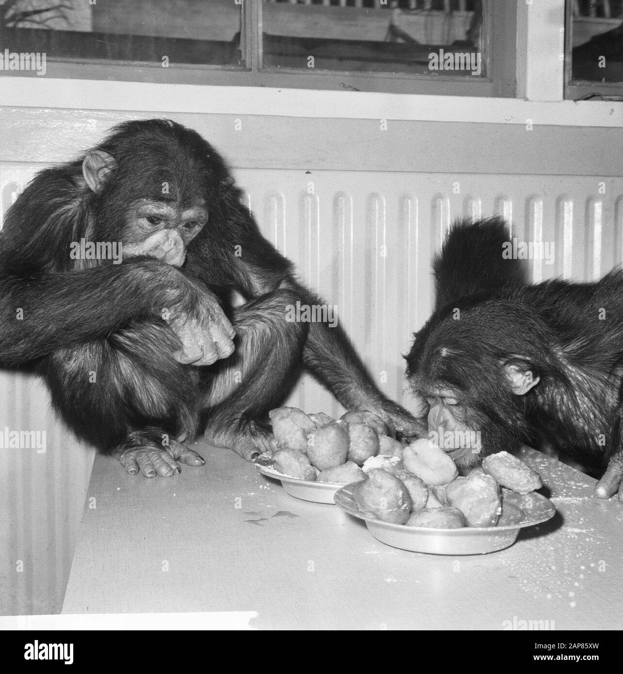 Chimpanzees Tilly and Hilda from Artis eat olebollen Date: 28 December ...