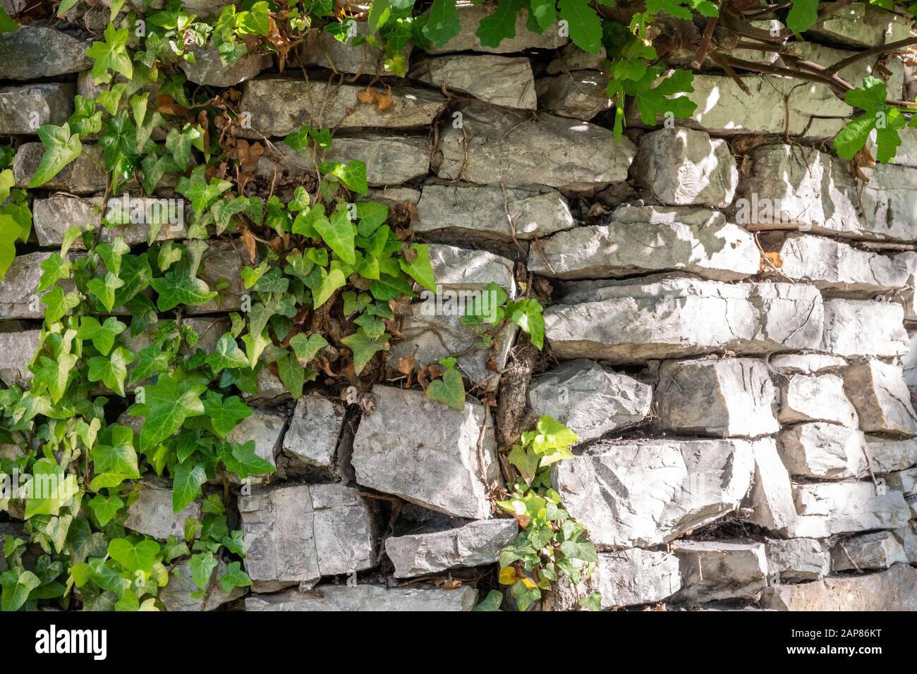 Ancient stone wall overgrown with grass. The texture of the old wall ...