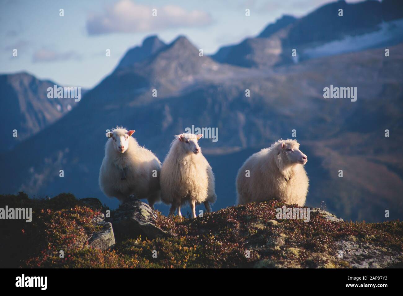 A flock of sheep pasturing and walking in the mountains of Northern ...