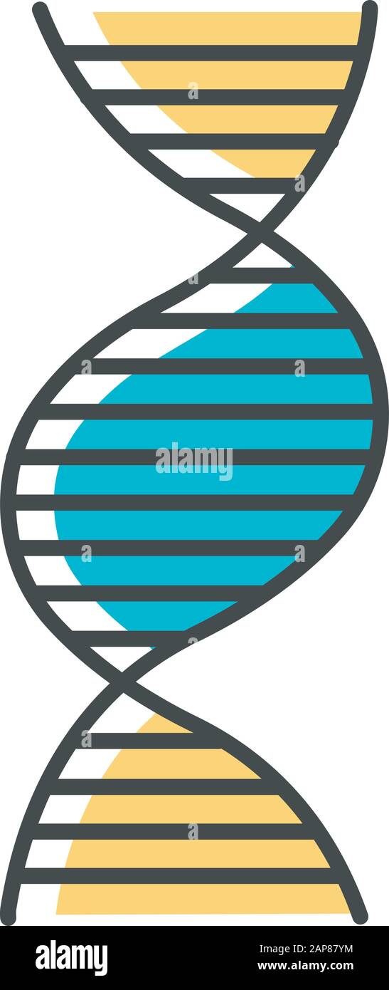 Right-handed DNA helix color icon. B-DNA. Deoxyribonucleic, nucleic ...