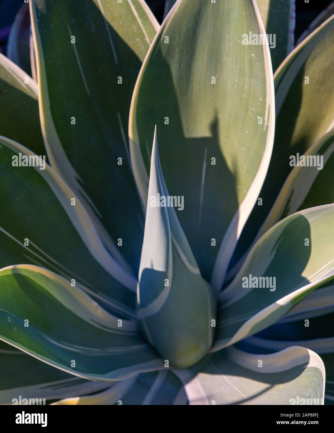 Large Green Agave leaves Stock Photo - Alamy