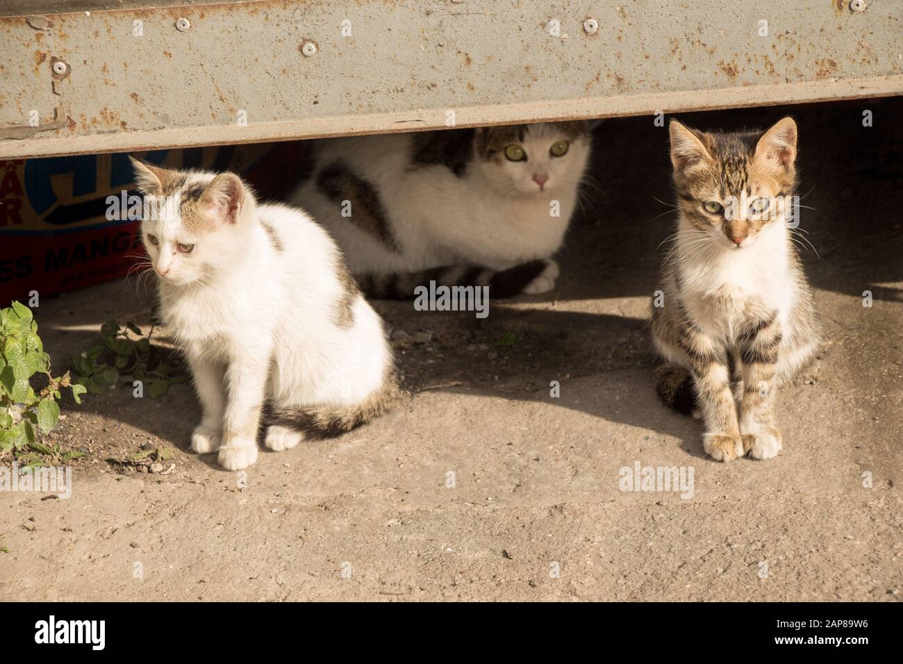 Portrait of a homeless street cats in the street Stock Photo - Alamy