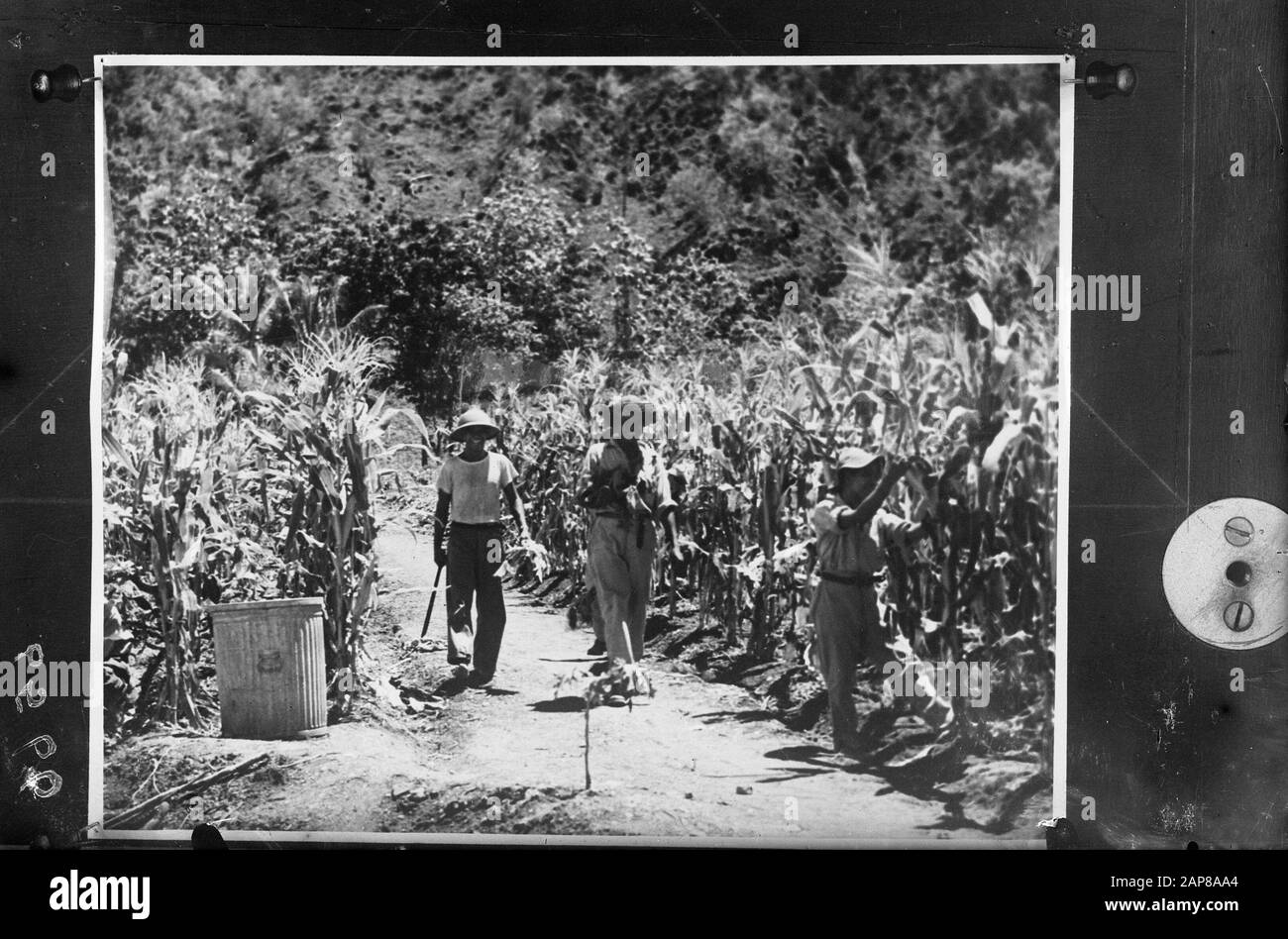 Farmers in a corn field on Kota Nica Date: 1945 Location: Indonesia ...