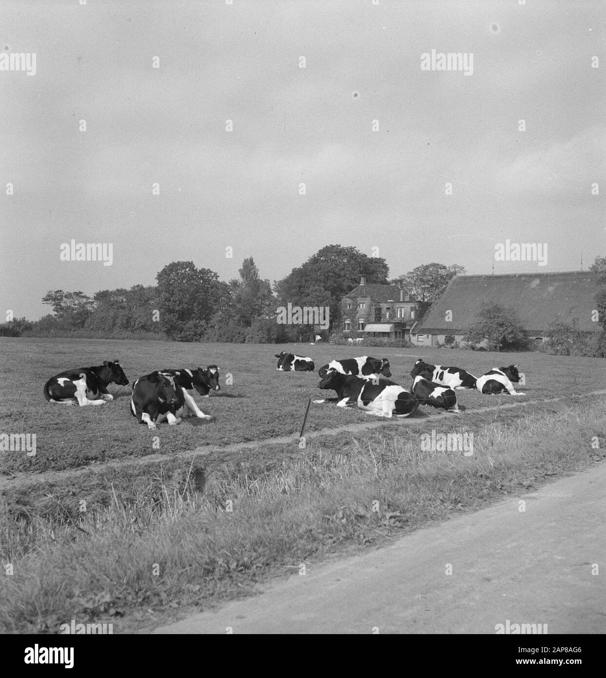 farmyards, planting, cows, Groningen Date: August 1949 Location ...