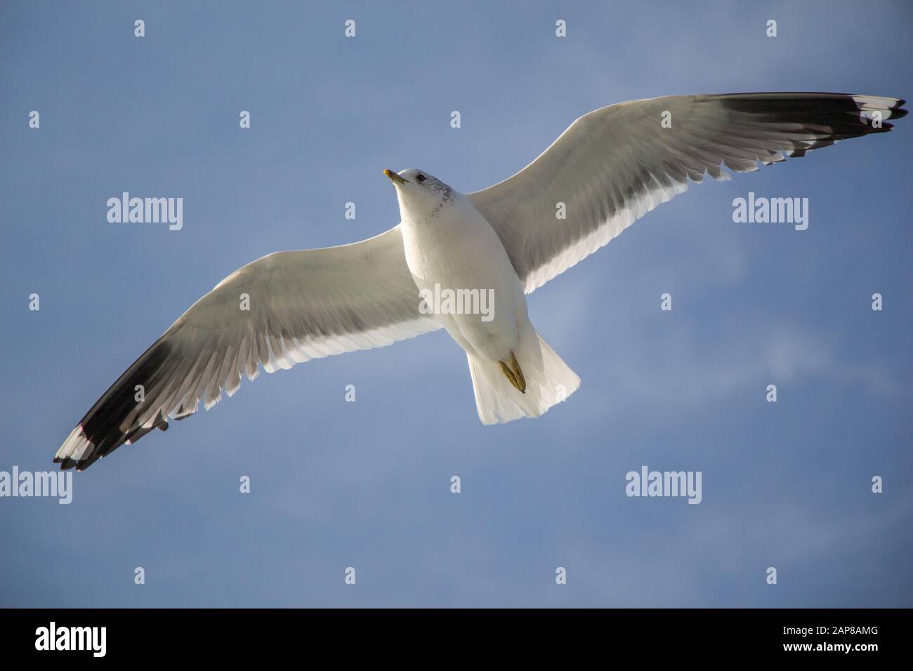 Seagull flying in blue sky over the sea waters Stock Photo - Alamy