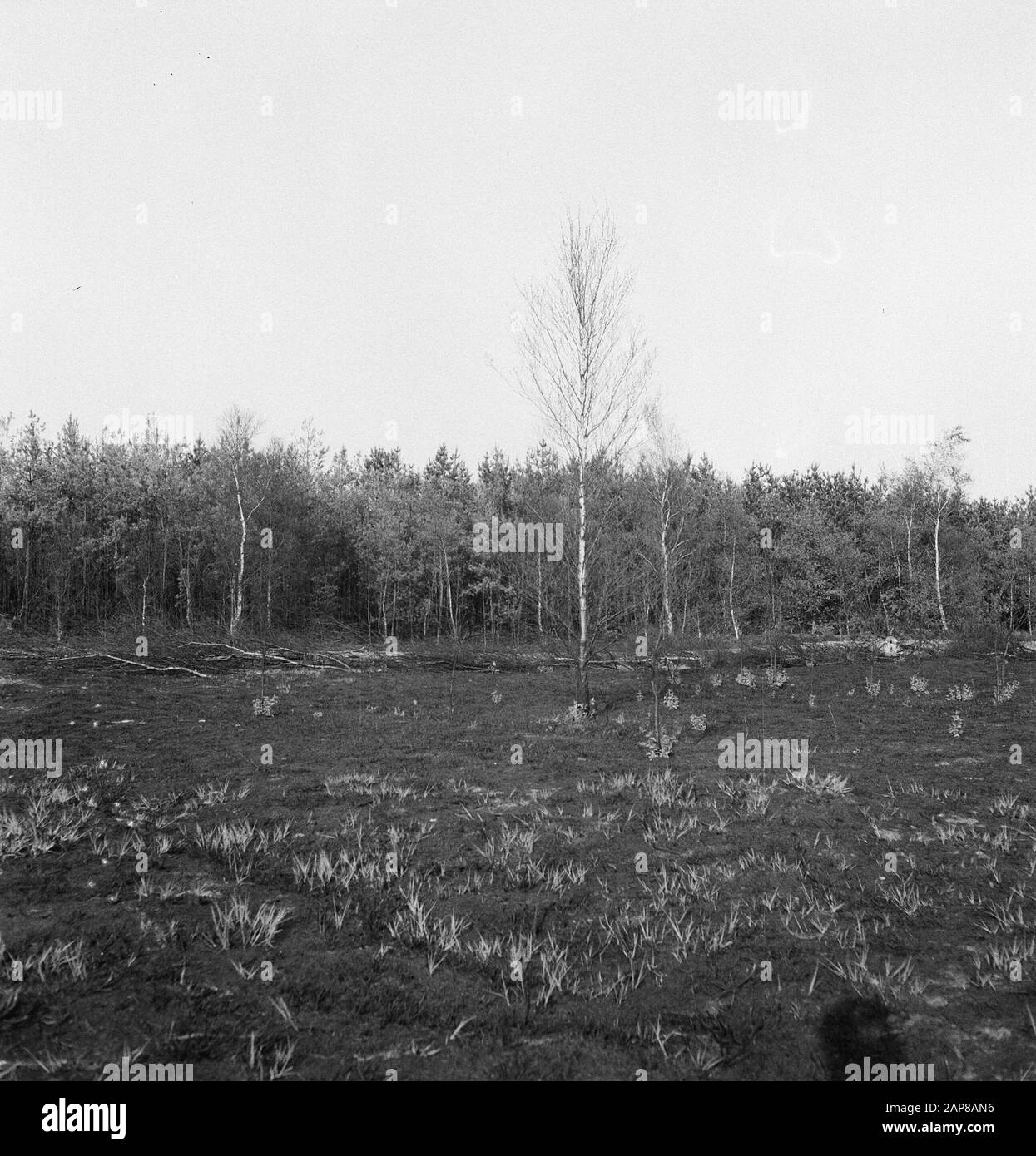 forest fire and storm damage, rough pines, burnt Date: undated Keywords ...