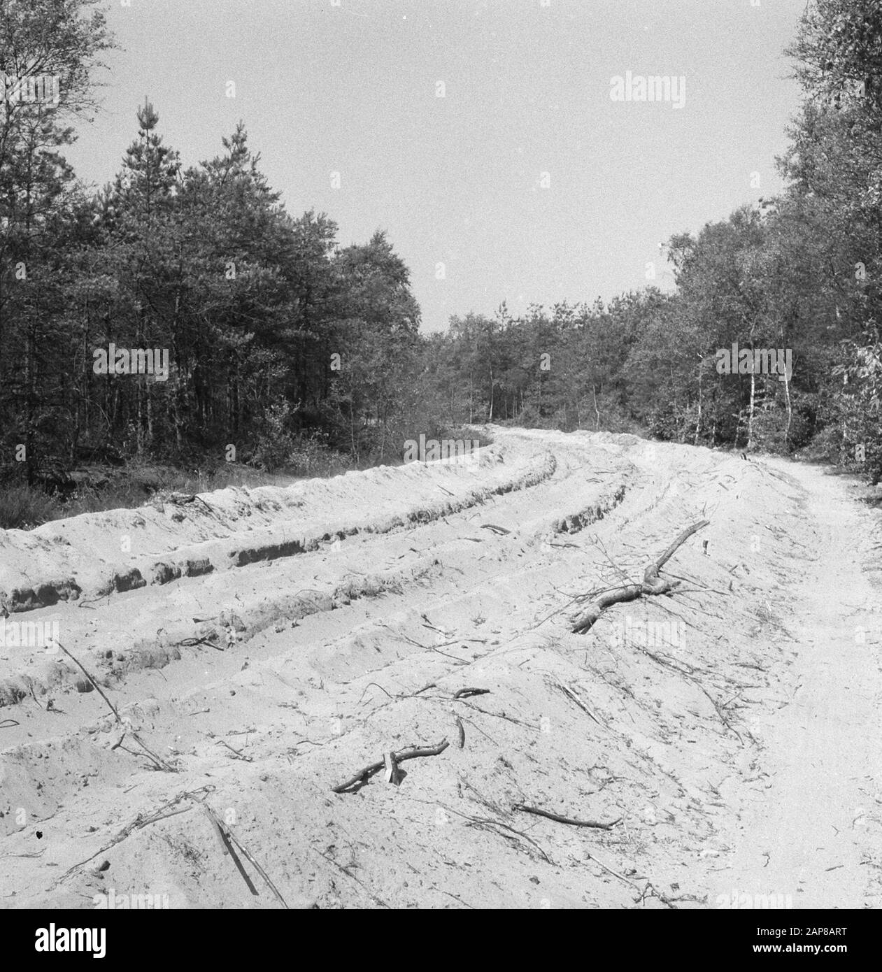 Forest sand road Black and White Stock Photos & Images - Alamy