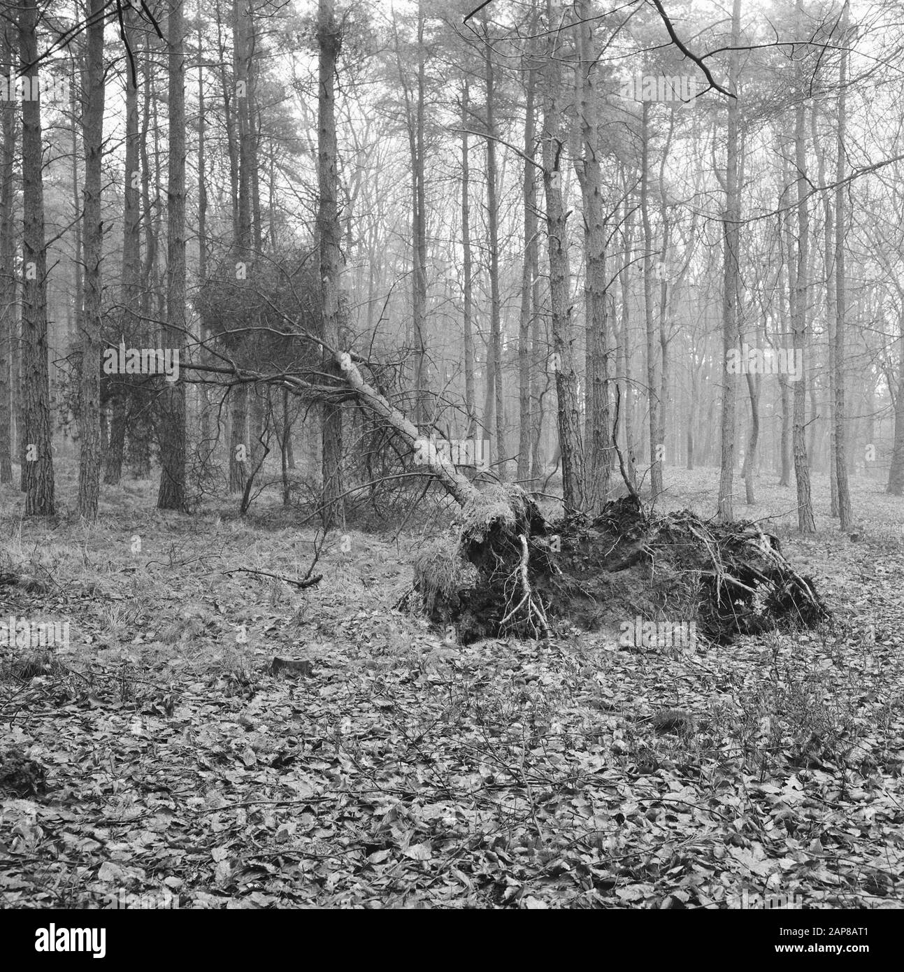 forest fire and storm damage, forests Date: undated Keywords: forest ...