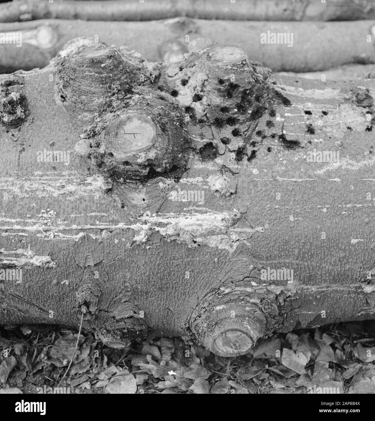 Reforestation in forest Black and White Stock Photos & Images - Alamy