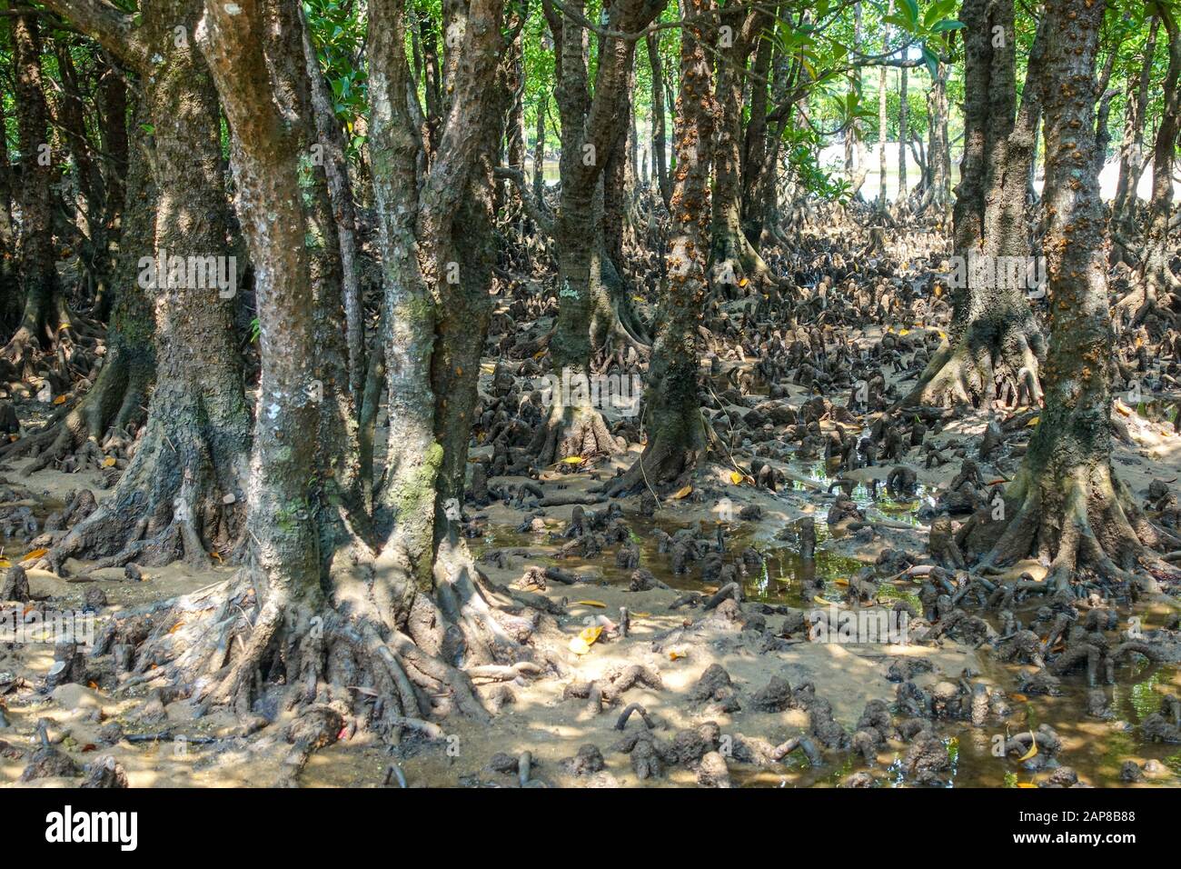 Mangrove theme park hi-res stock photography and images - Alamy