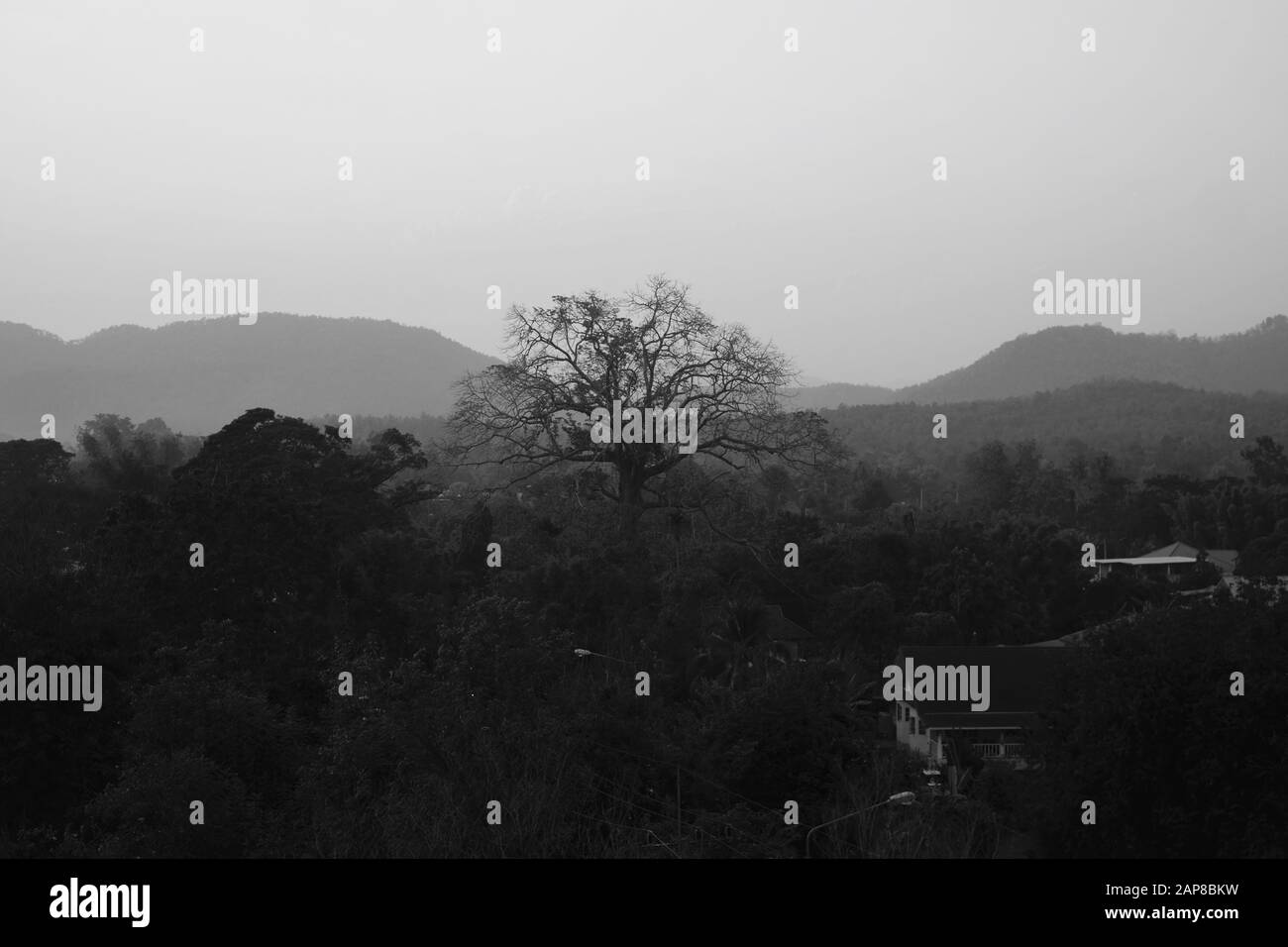 Stately Tree Landscape Stock Photo - Alamy