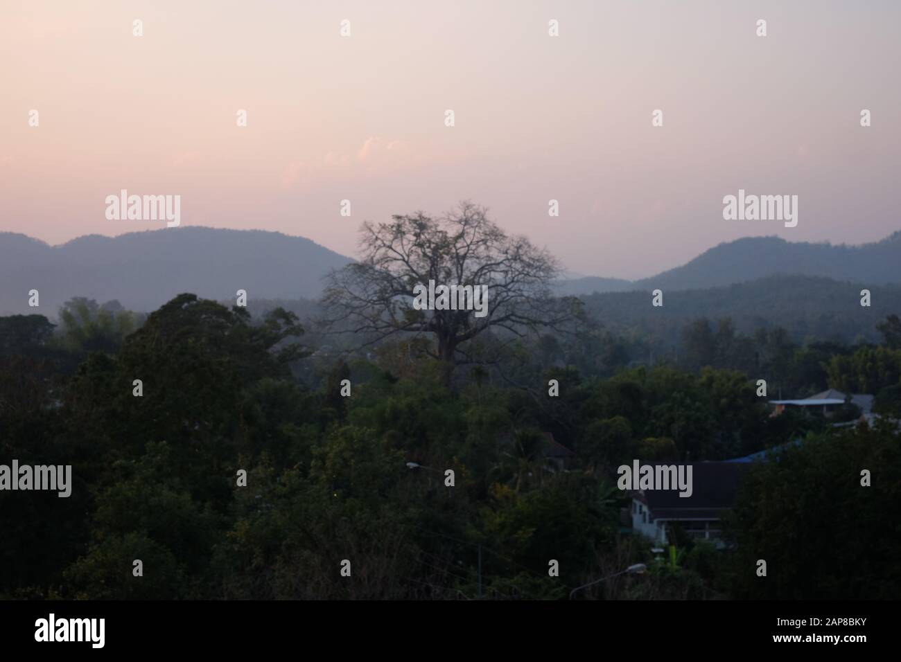Majestic tree on skyline hi-res stock photography and images - Alamy