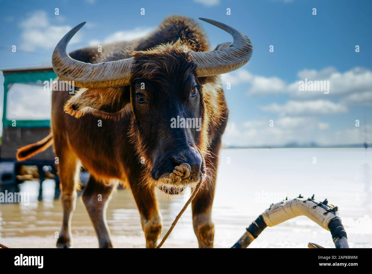 Water buffalo car hi-res stock photography and images - Alamy