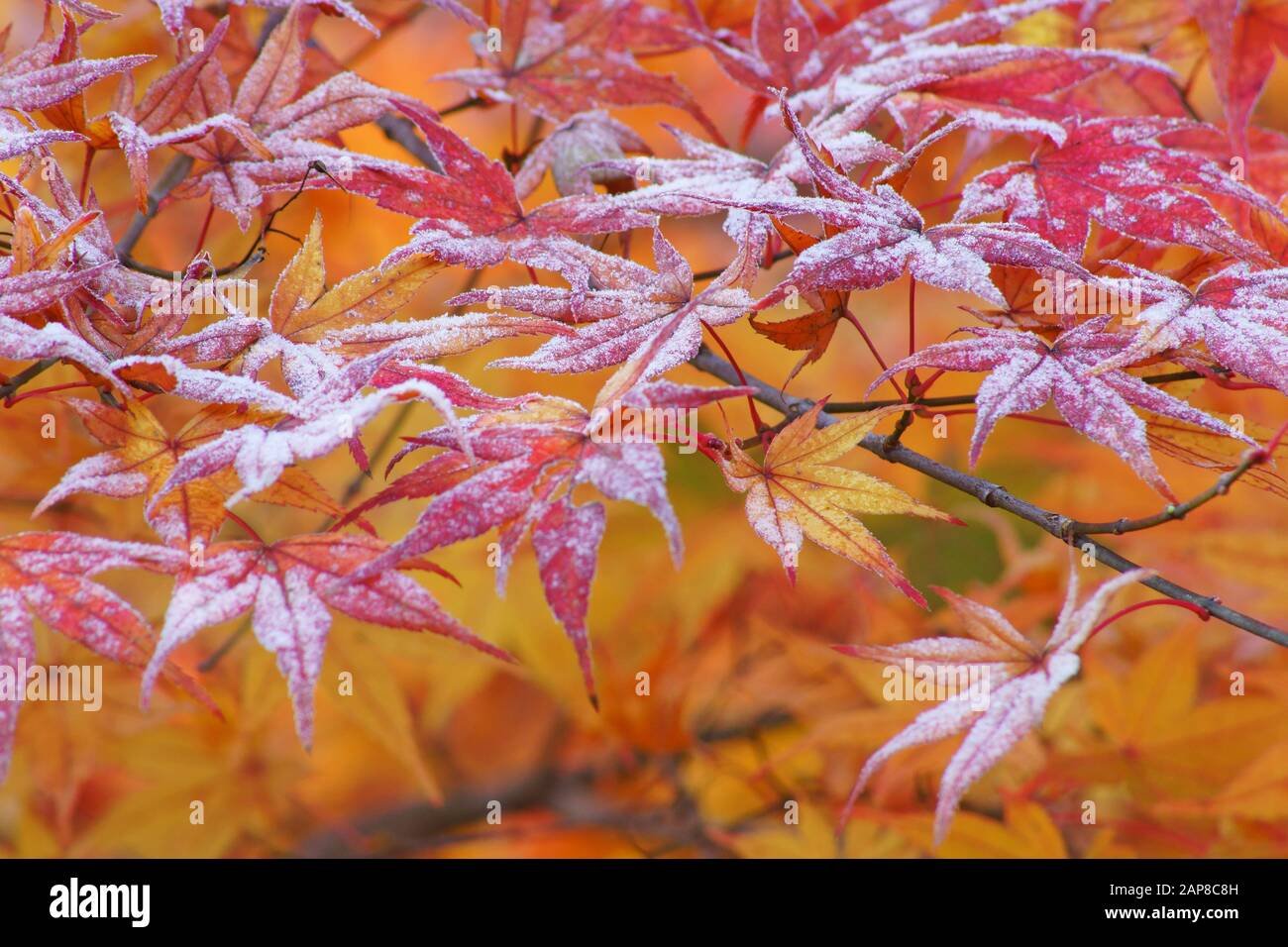 Frosted autumn foliage Stock Photo - Alamy