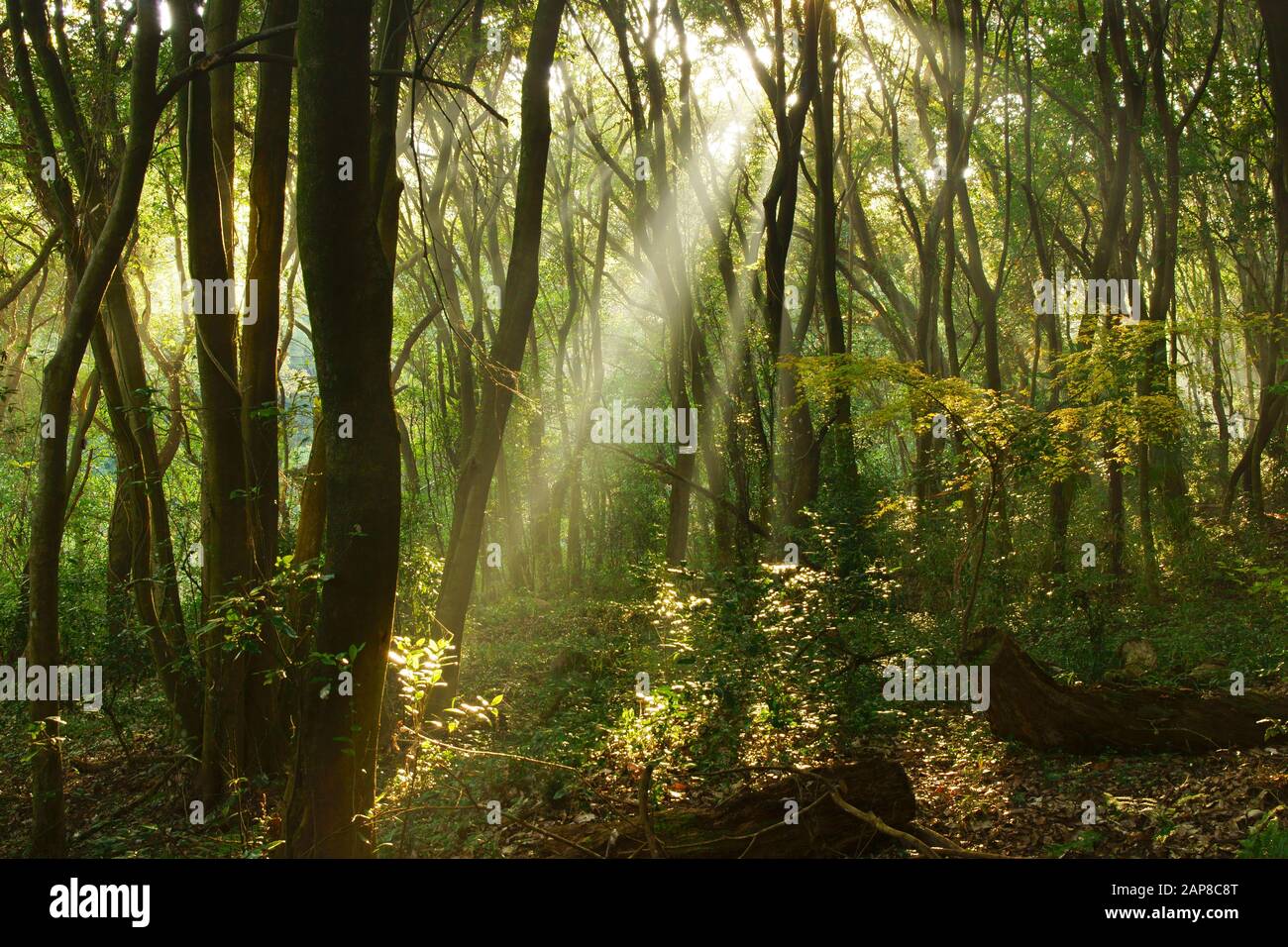 Forest in morning Stock Photo - Alamy