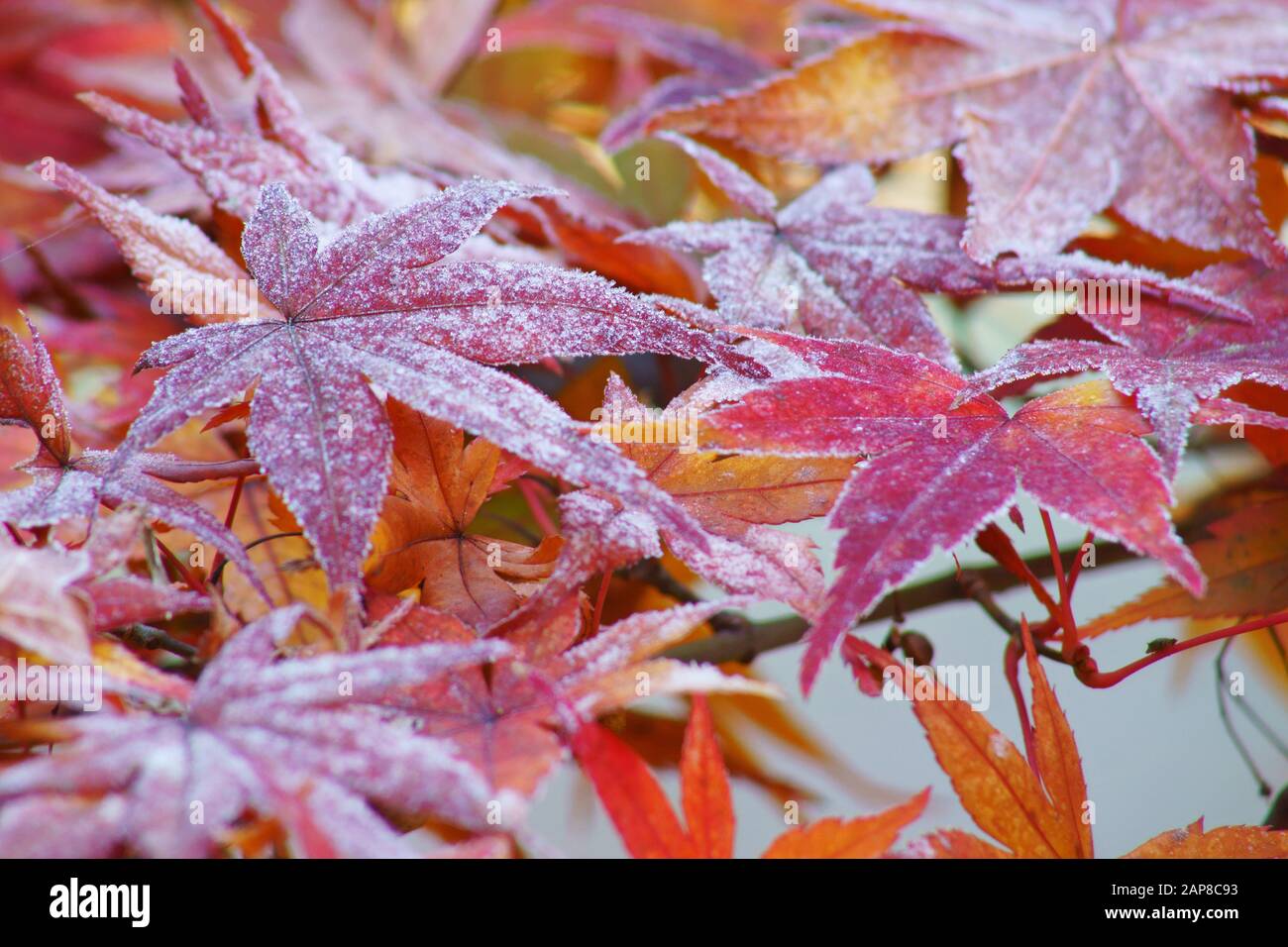 Frosted autumn foliage Stock Photo - Alamy