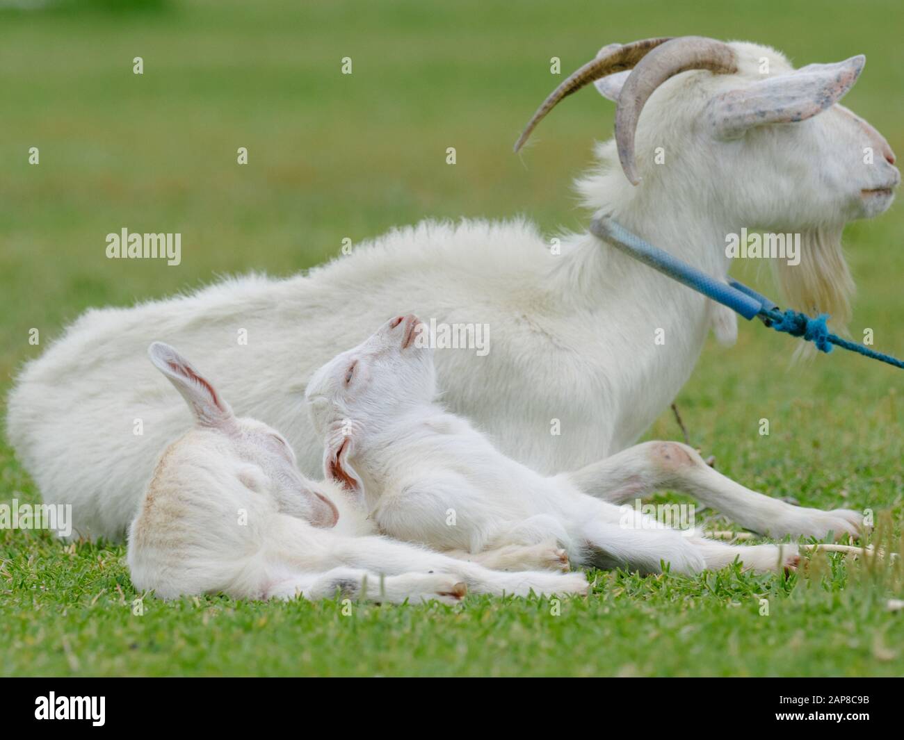 Sleepy goat hi-res stock photography and images - Alamy