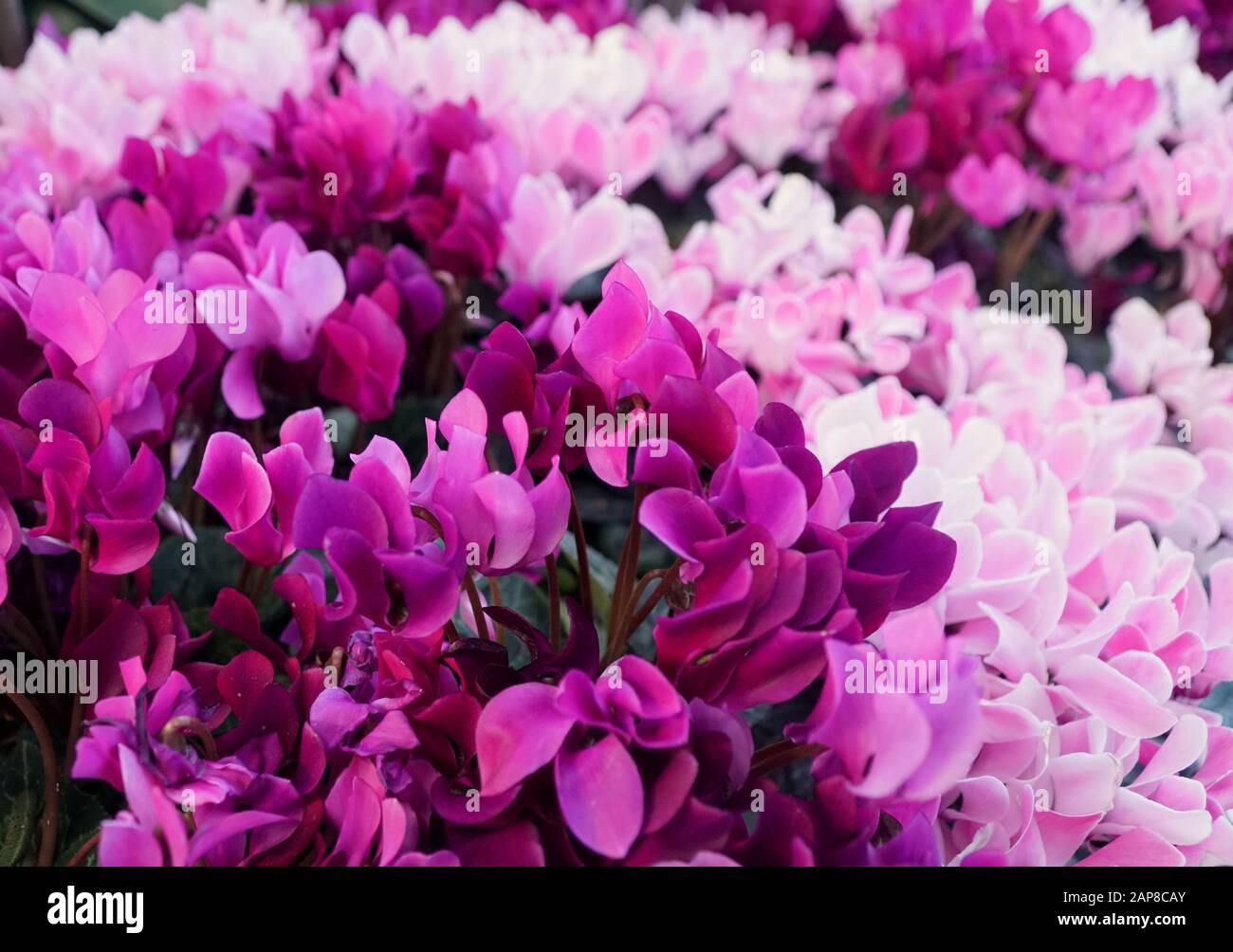 Beautiful mixed color of purple, white and pink Florist's Cyclamen ...